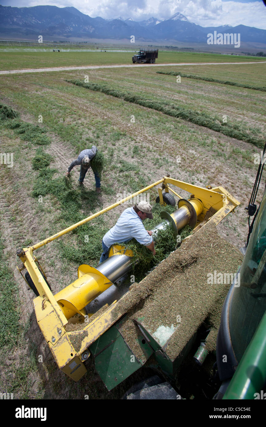 Nevada Cattle Ranch Stock Photo - Alamy