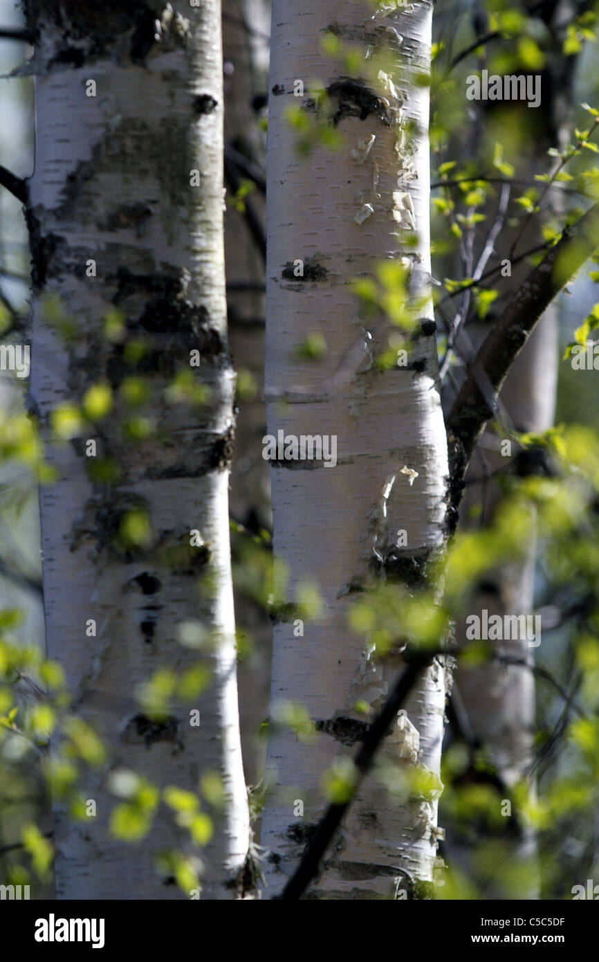 Row of birches hi-res stock photography and images - Alamy