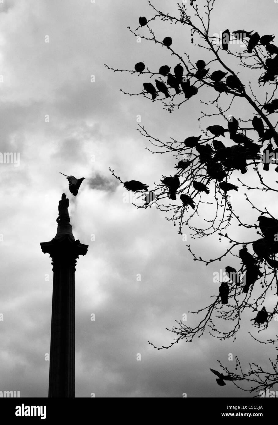 Column of birds hi-res stock photography and images - Alamy