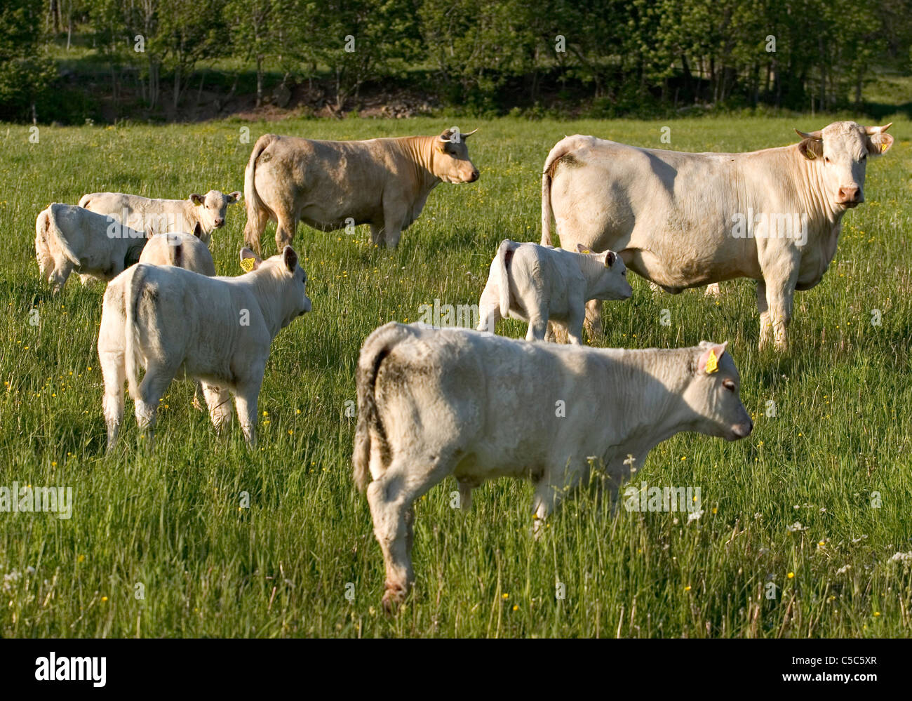 Side view of cattle on a meadow Stock Photo - Alamy
