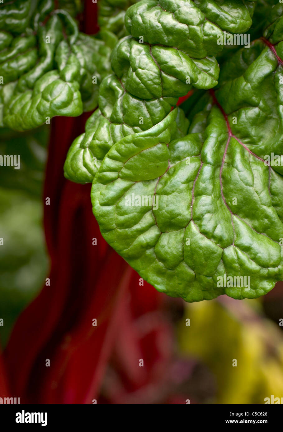 Red mangold hi-res stock photography and images - Alamy