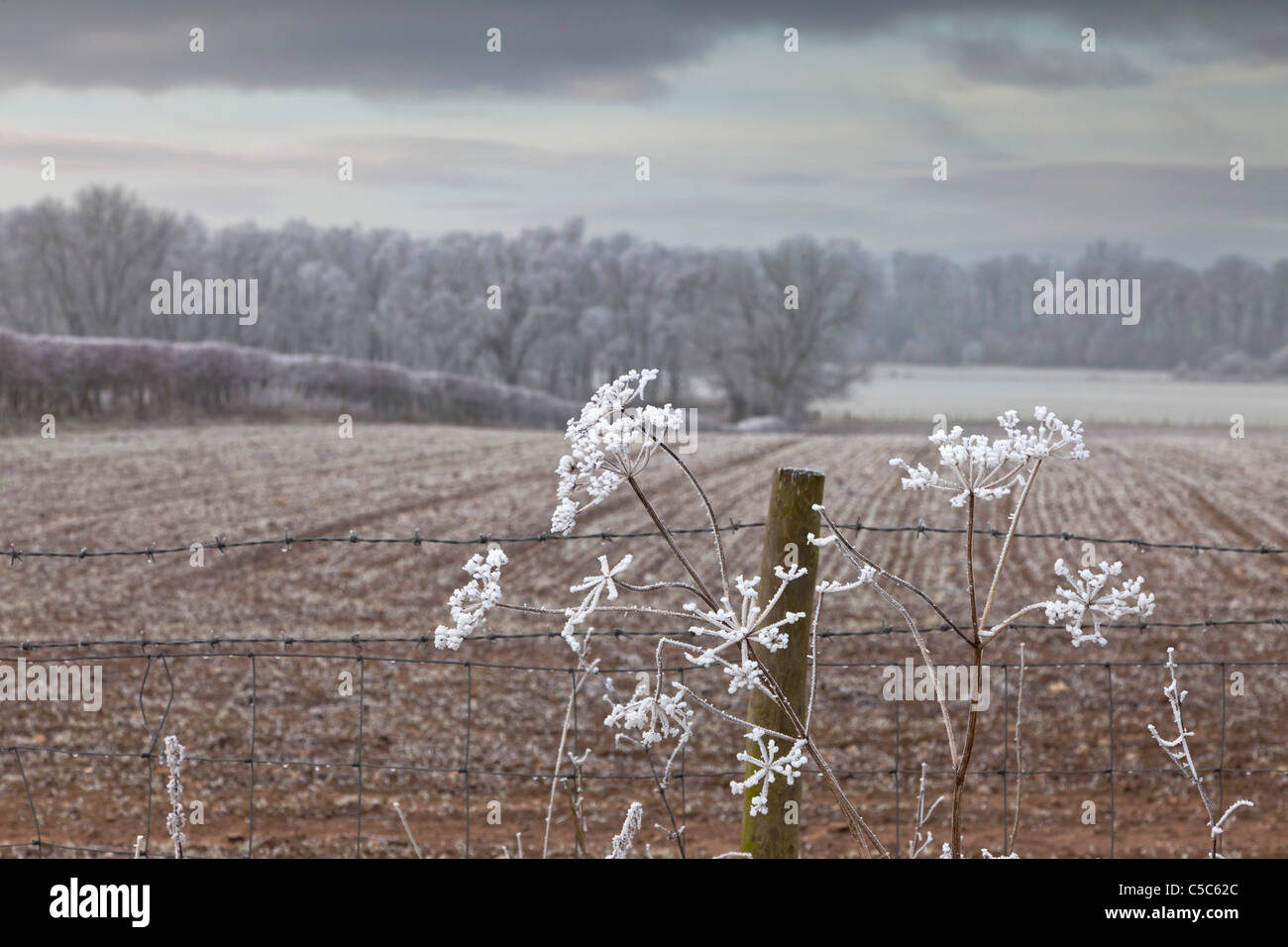 Frost-Covered Rural Field; Cumbria, England Stock Photo - Alamy
