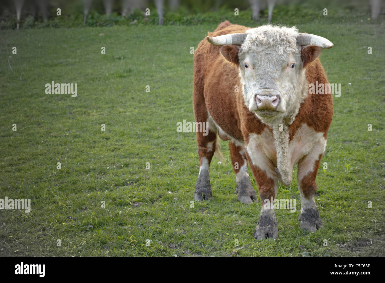 Hereford Cattle on Iowa farm Stock Photo - Alamy