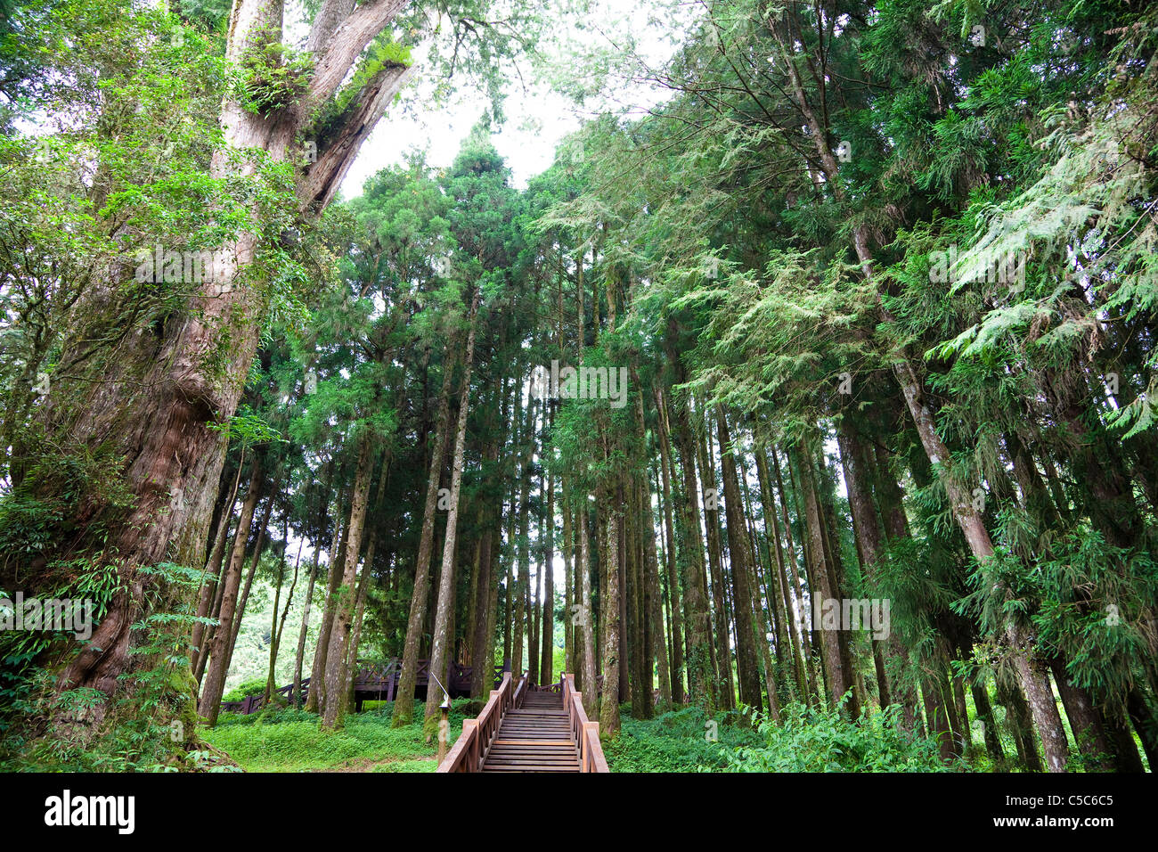 the forest of Alishan mountain in taiwan Stock Photo - Alamy