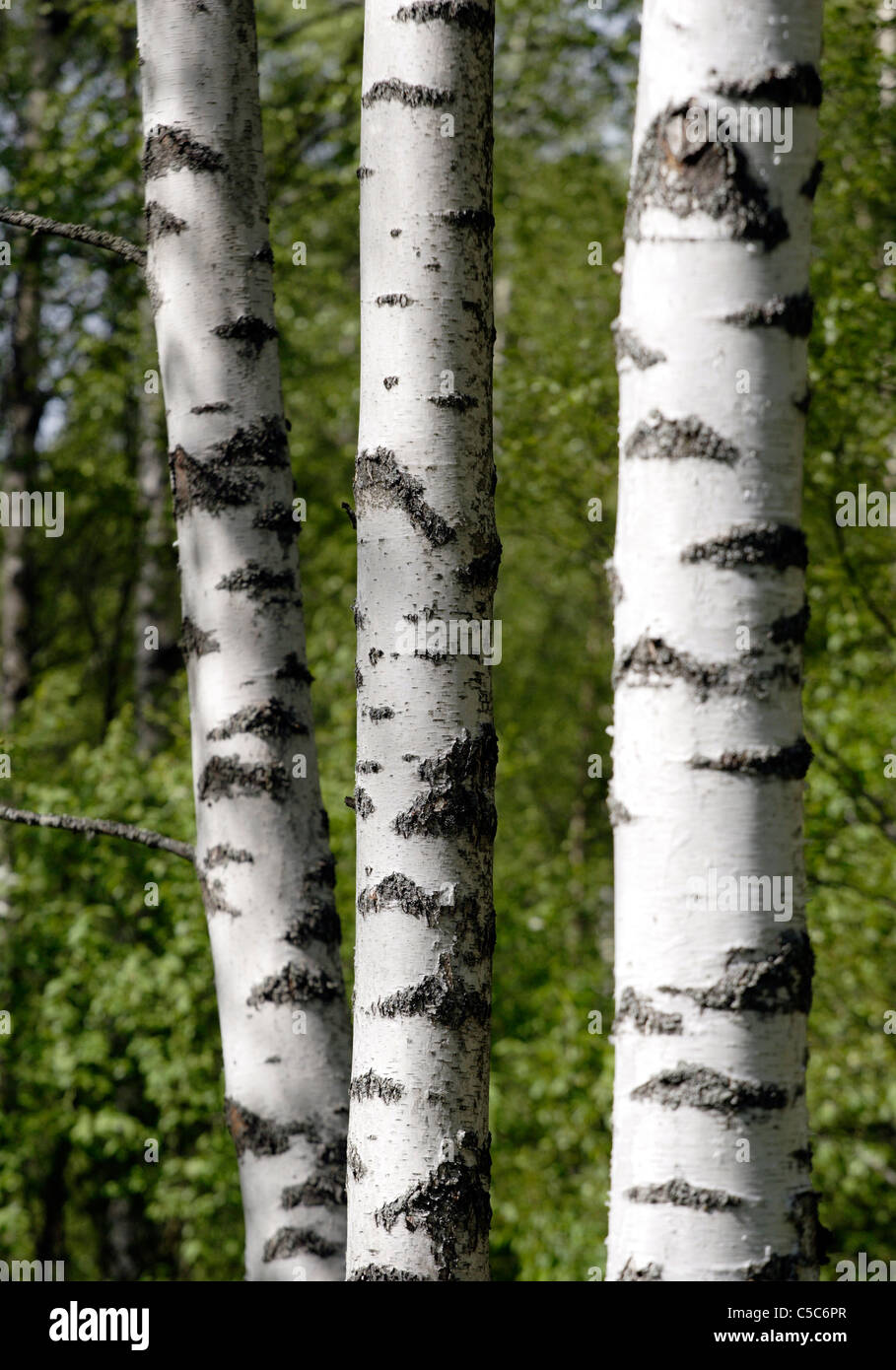 Birch Sapling High Resolution Stock Photography and Images - Alamy