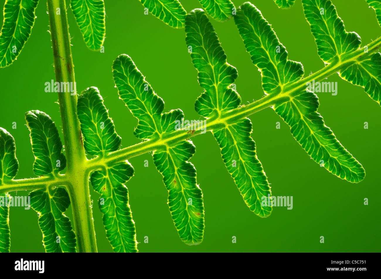 Detail of fern Stock Photo - Alamy