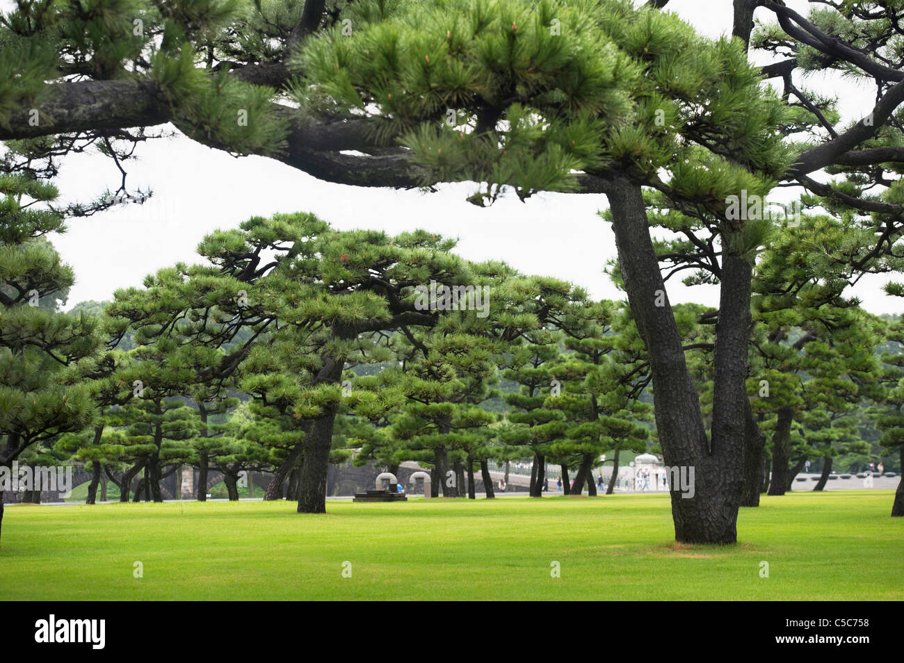 Trees In A Park Area; Tokyo, Japan Stock Photo - Alamy