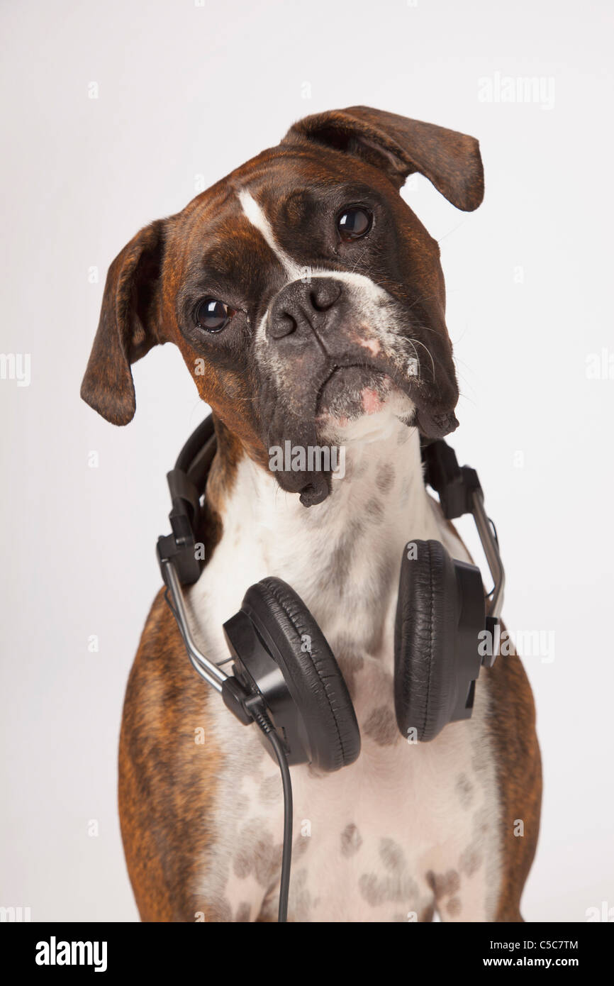 Can I Put My Headphones On My Dogs