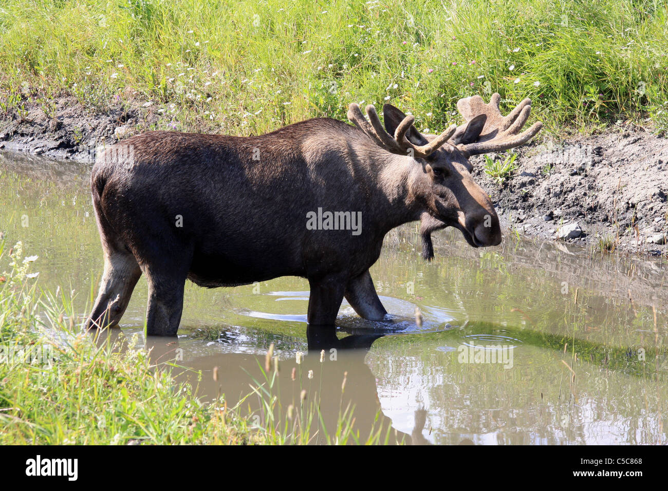 Big moose standing in the water Stock Photo - Alamy