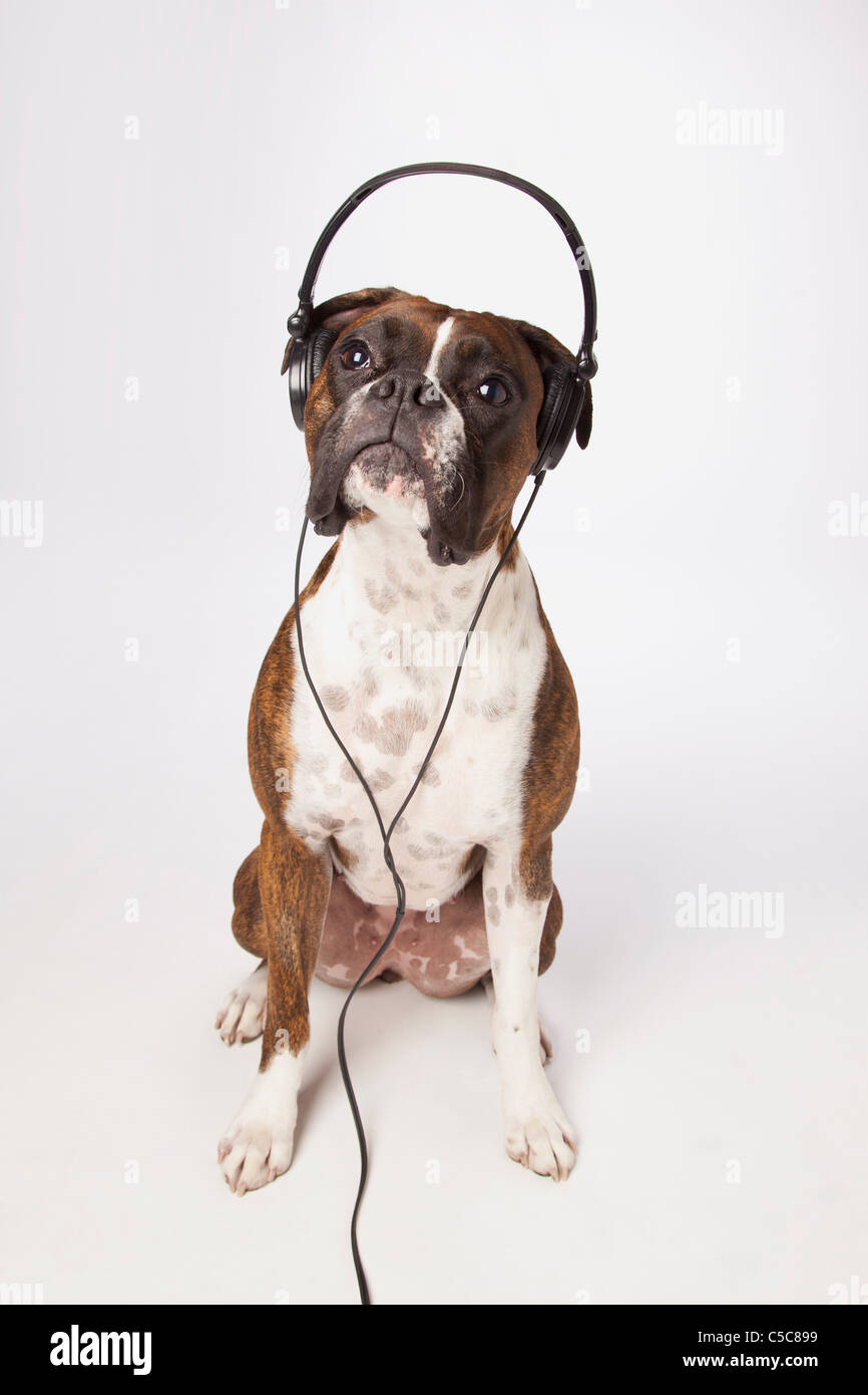 Can I Put My Headphones On My Dogs