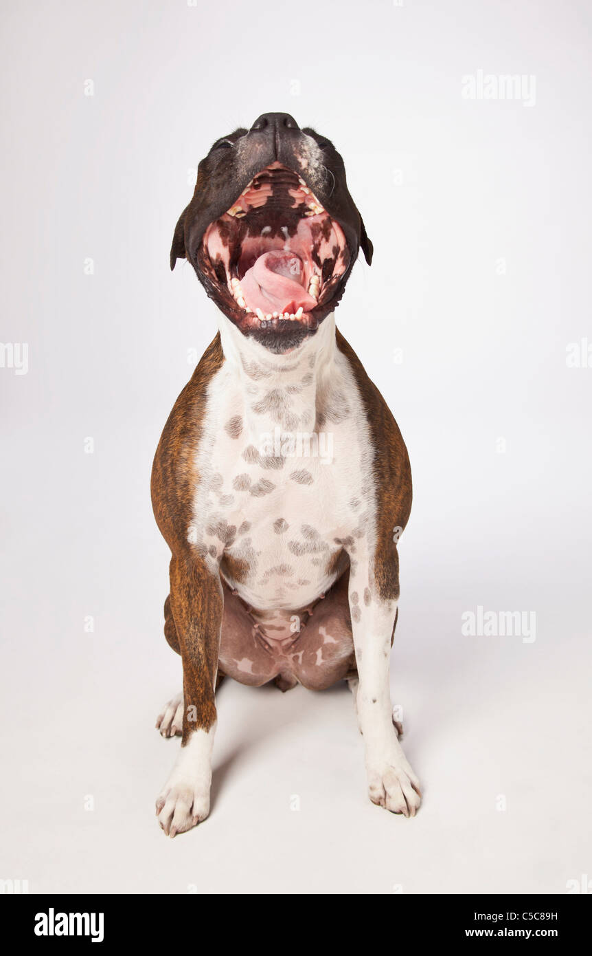 Portrait Of Boxer Dog Yawning Stock Photo - Alamy