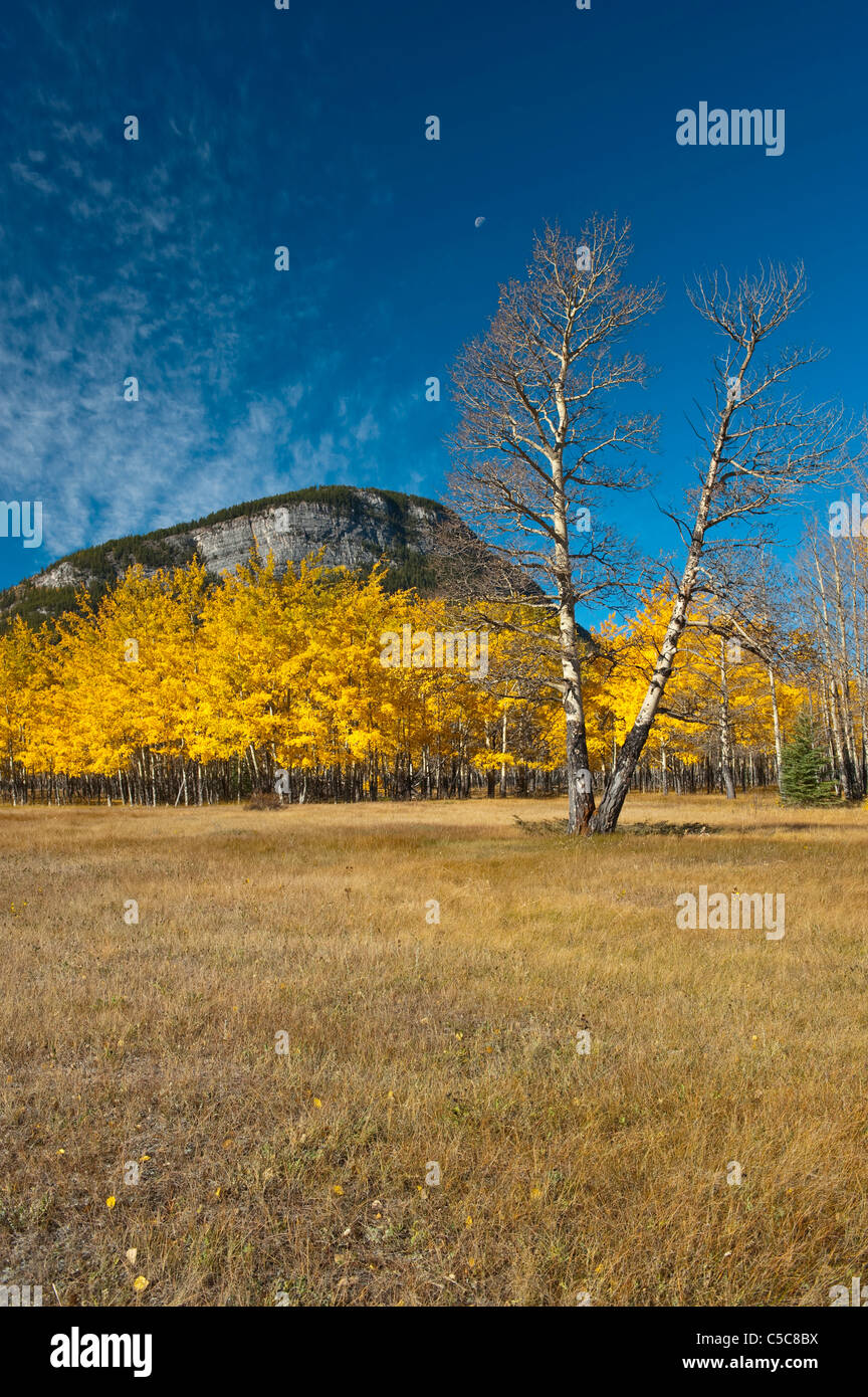Aspens In A Meadow In Banff National Park With A Quarter Moon Overhead ...