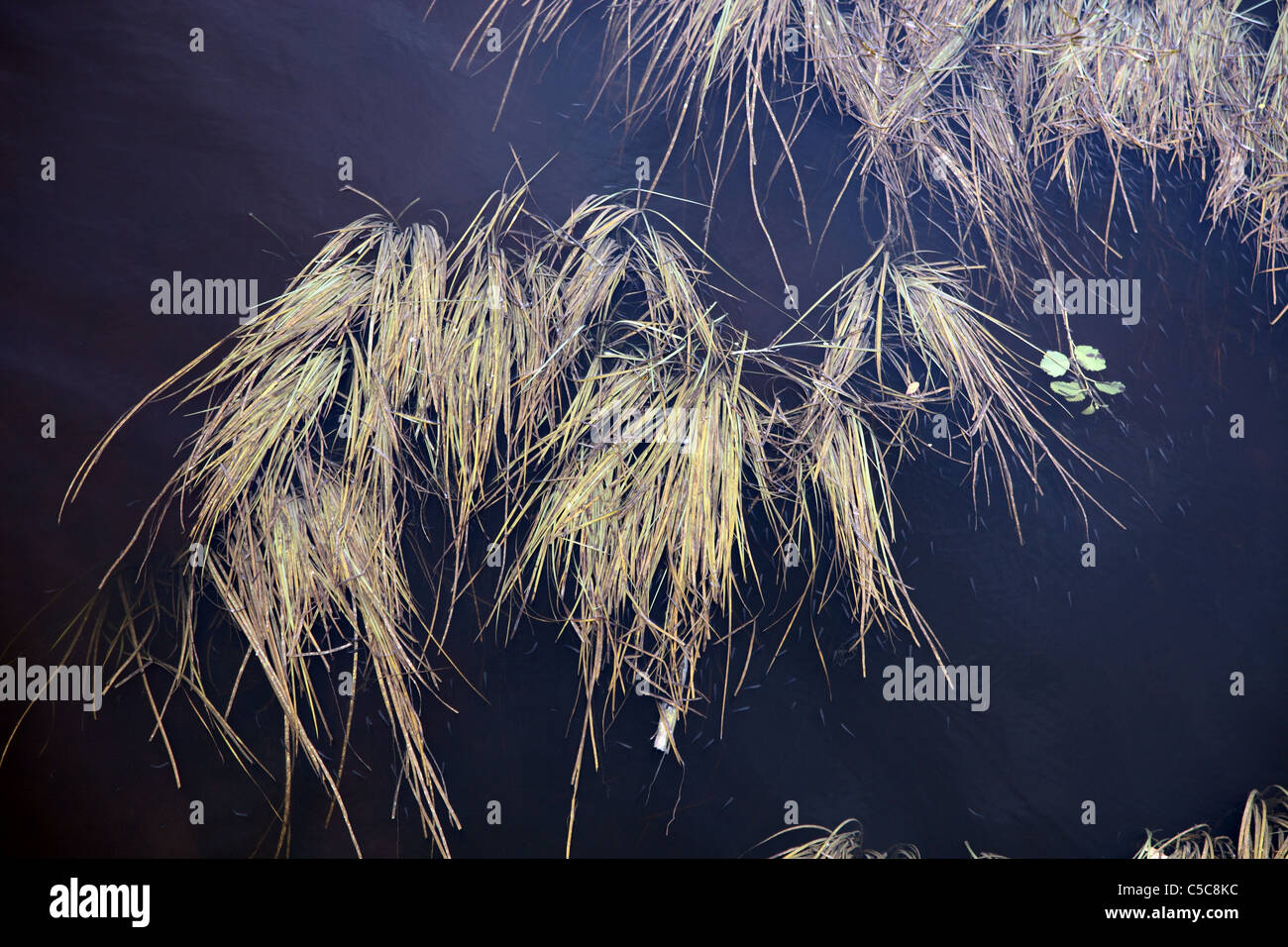 Reeds growing in Barrow River, Leighlinbridge, Co. Carlow, Ireland ...