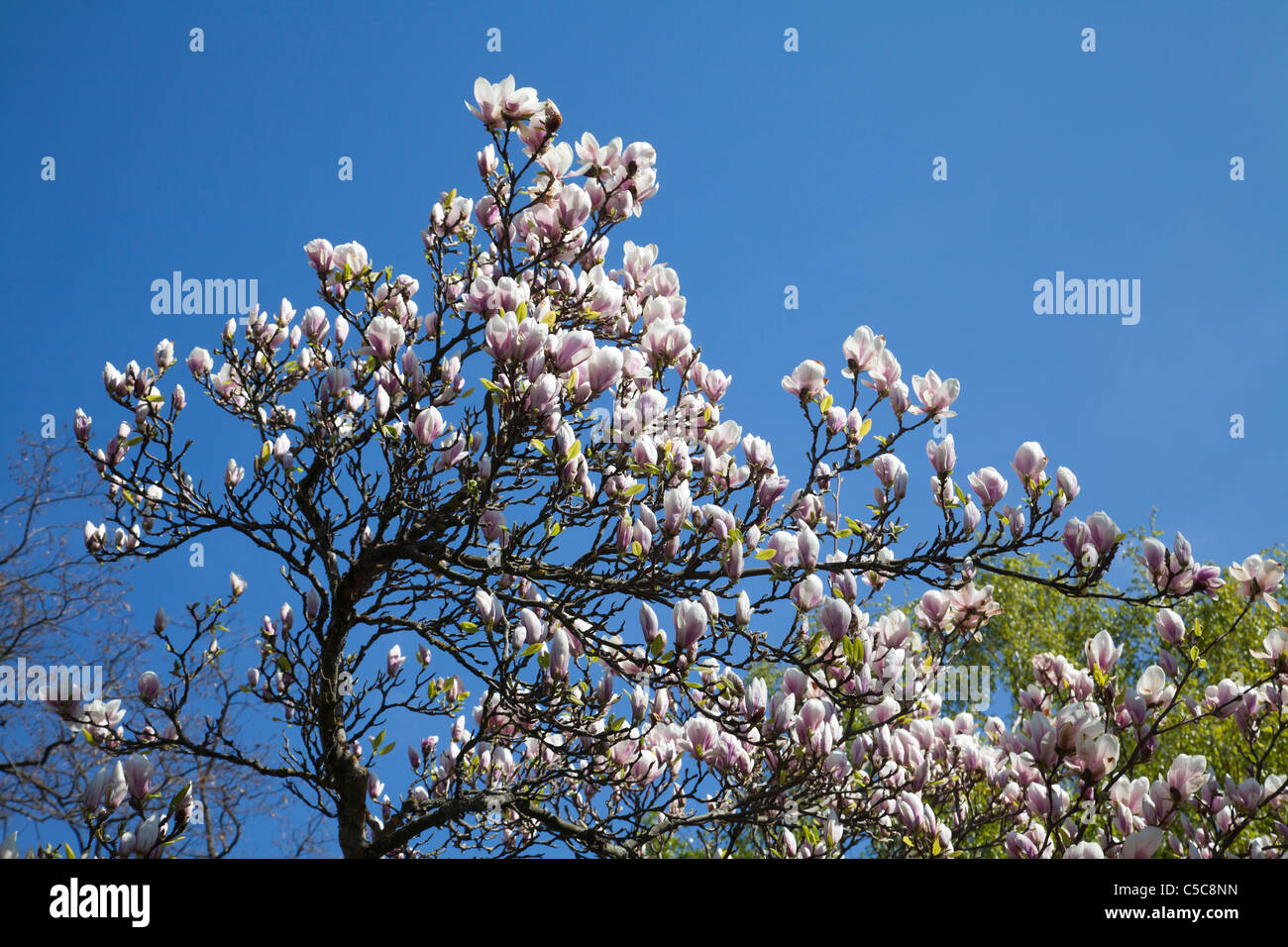 Seasons spring hi-res stock photography and images - Alamy