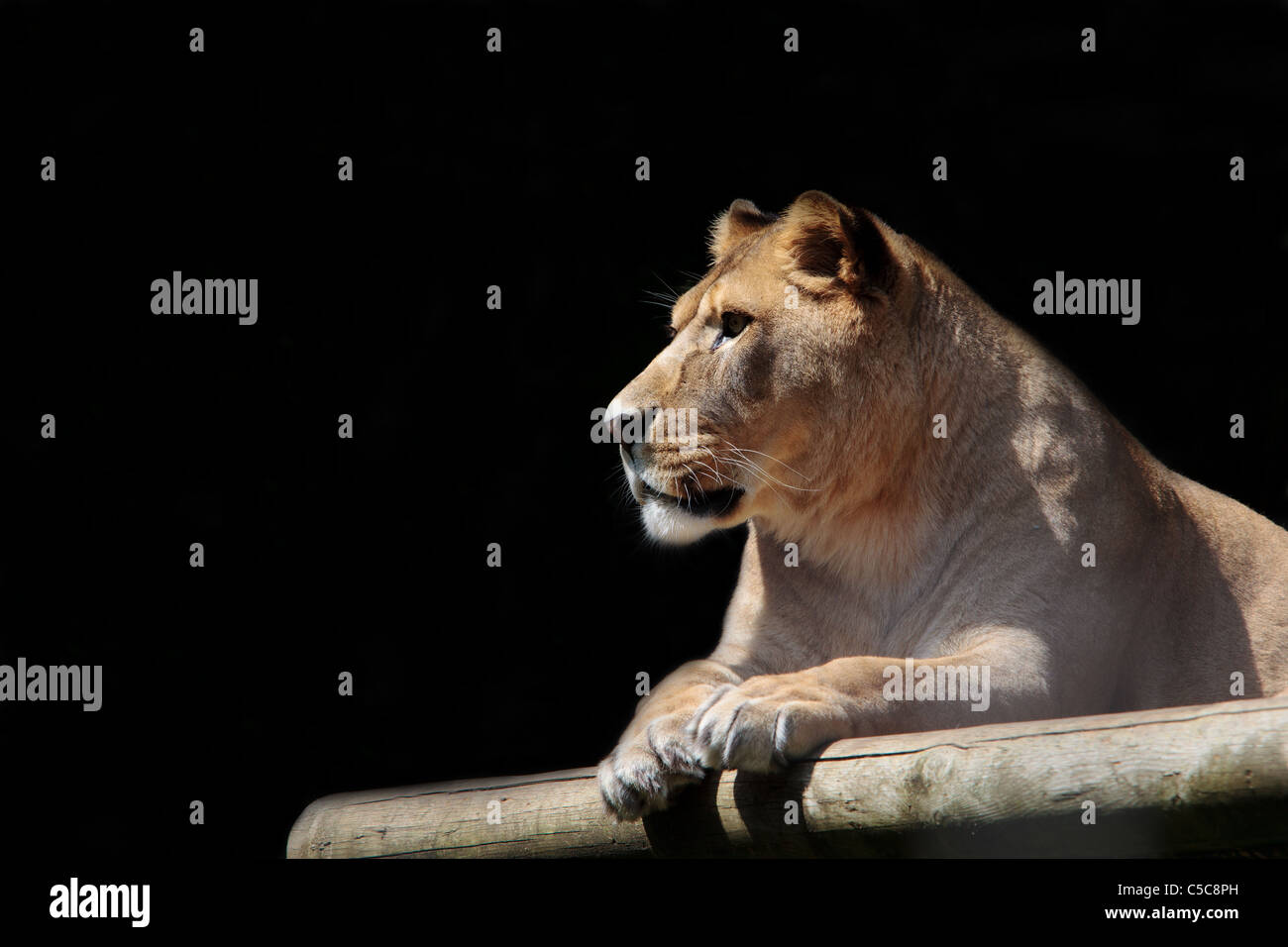 The Barbary or Atlas lion is the largest subspecies of lion. A male can ...