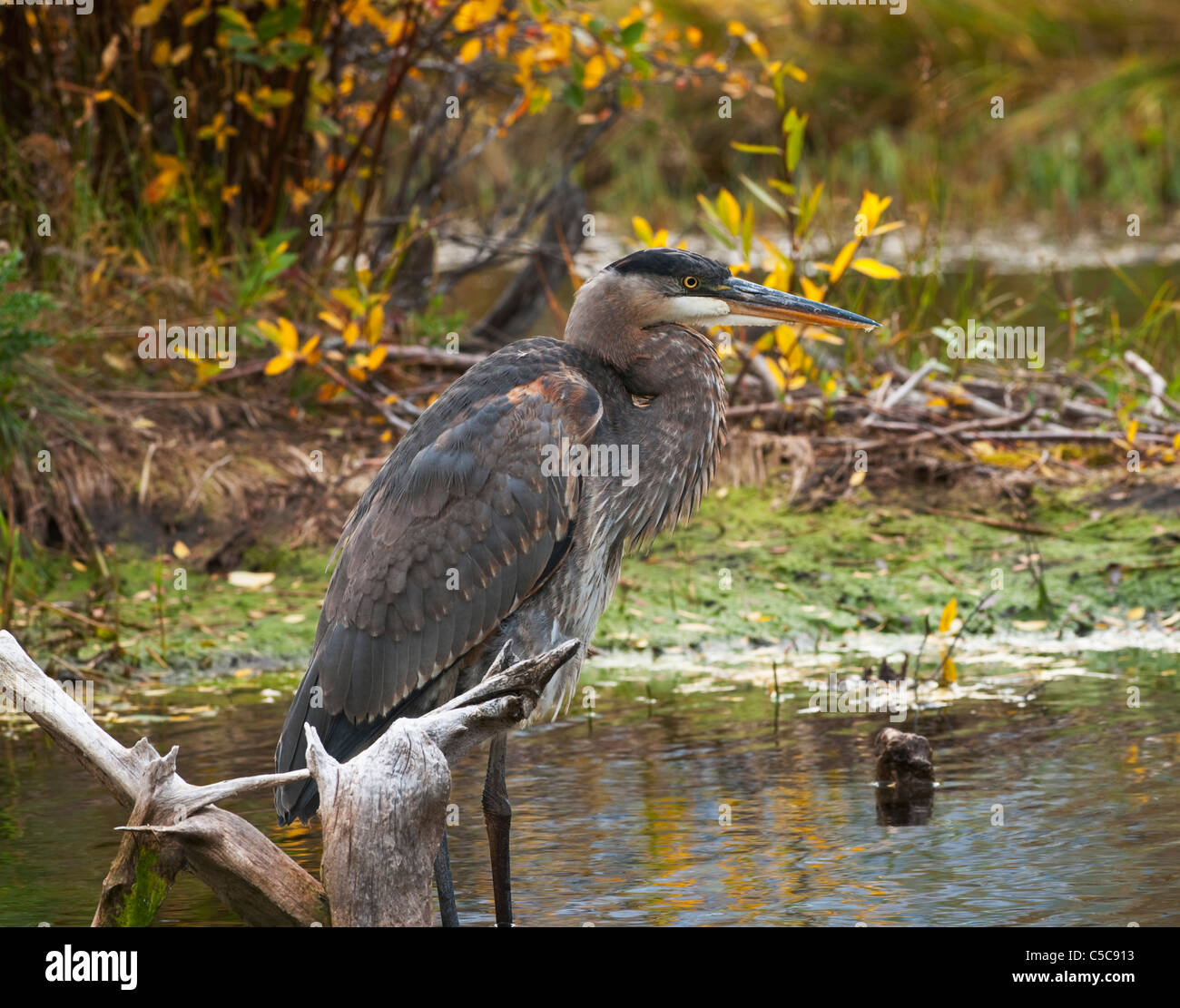 Great Blue Heron In Banff National Park Near Vermillion Lakes; Banff ...
