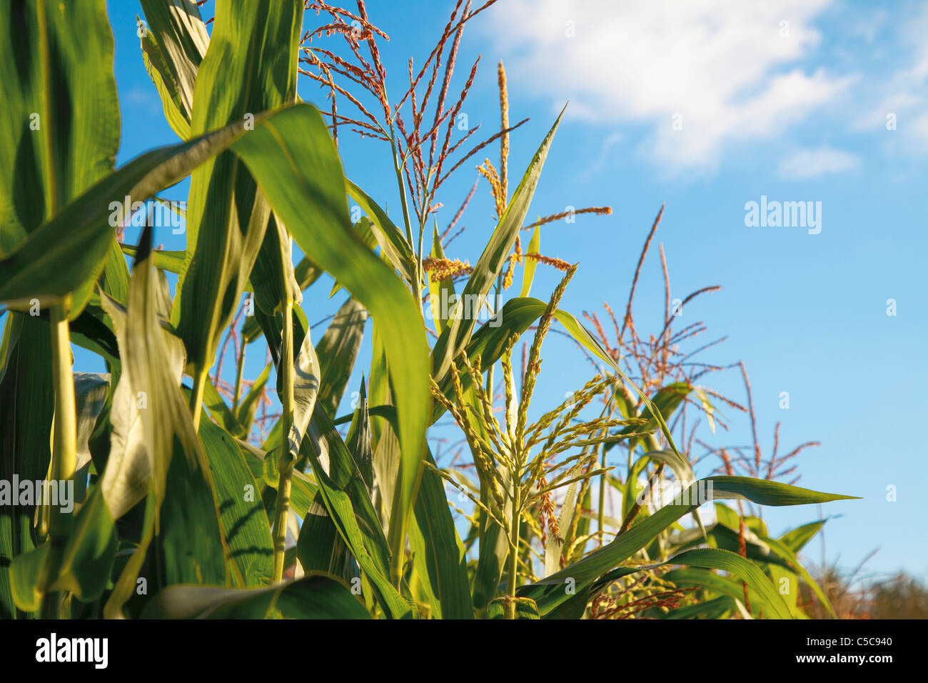 Corn Stalk High Resolution Stock Photography and Images - Alamy
