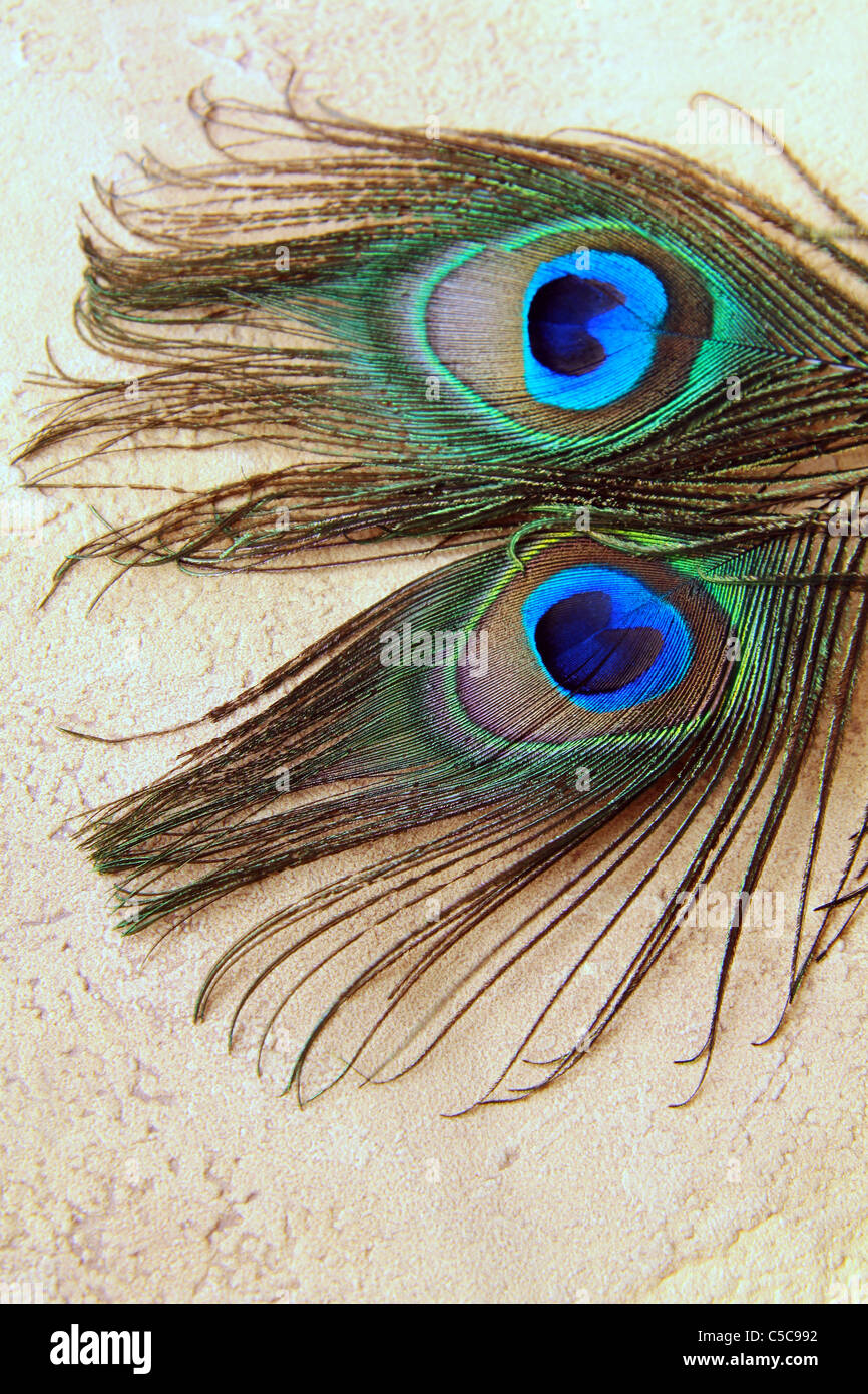 Two peacock feathers for background Stock Photo - Alamy
