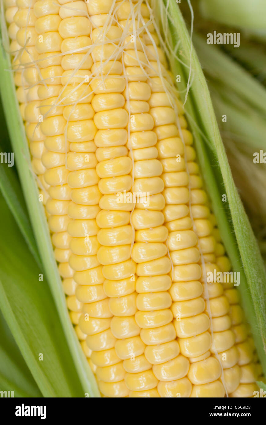 Corn on the cob on white hi-res stock photography and images - Alamy