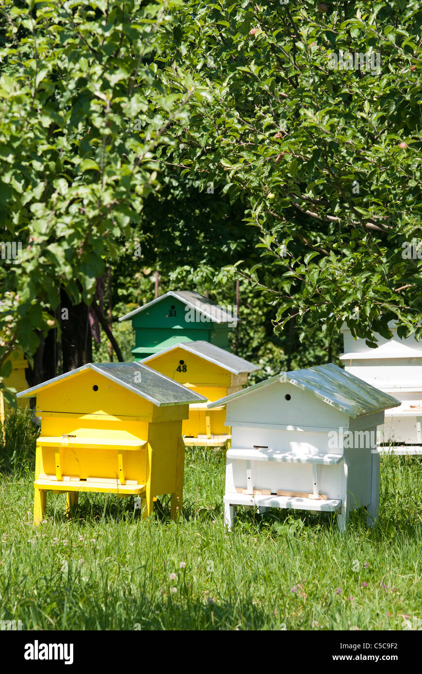 bee hives in a sunny garden Stock Photo - Alamy