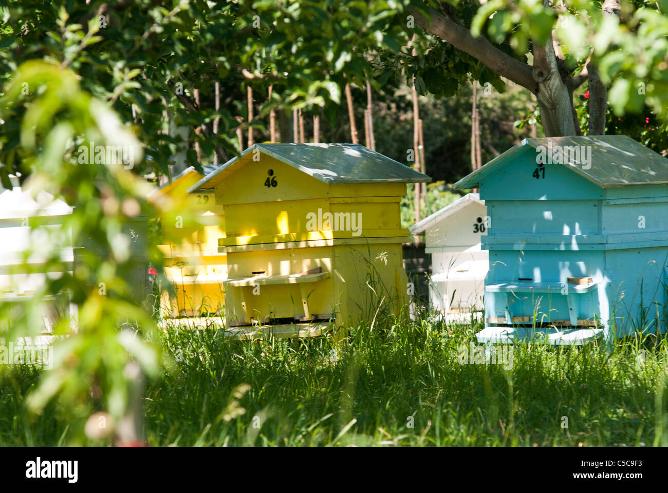 bee hives in a sunny garden Stock Photo - Alamy