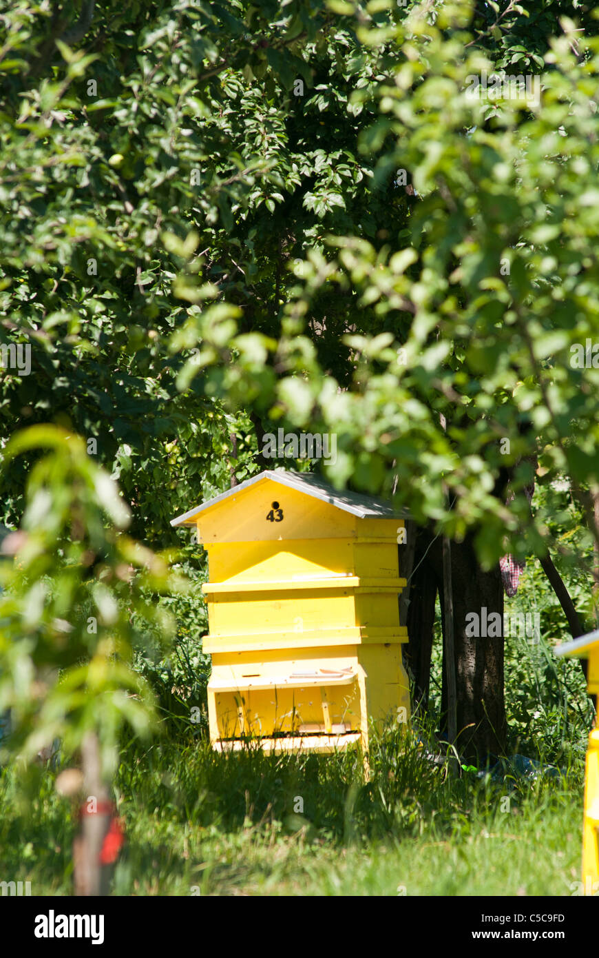 bee hives in a sunny garden Stock Photo - Alamy
