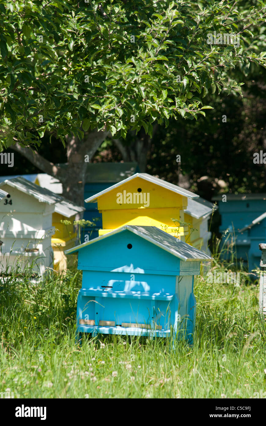 Hives nest hi-res stock photography and images - Alamy