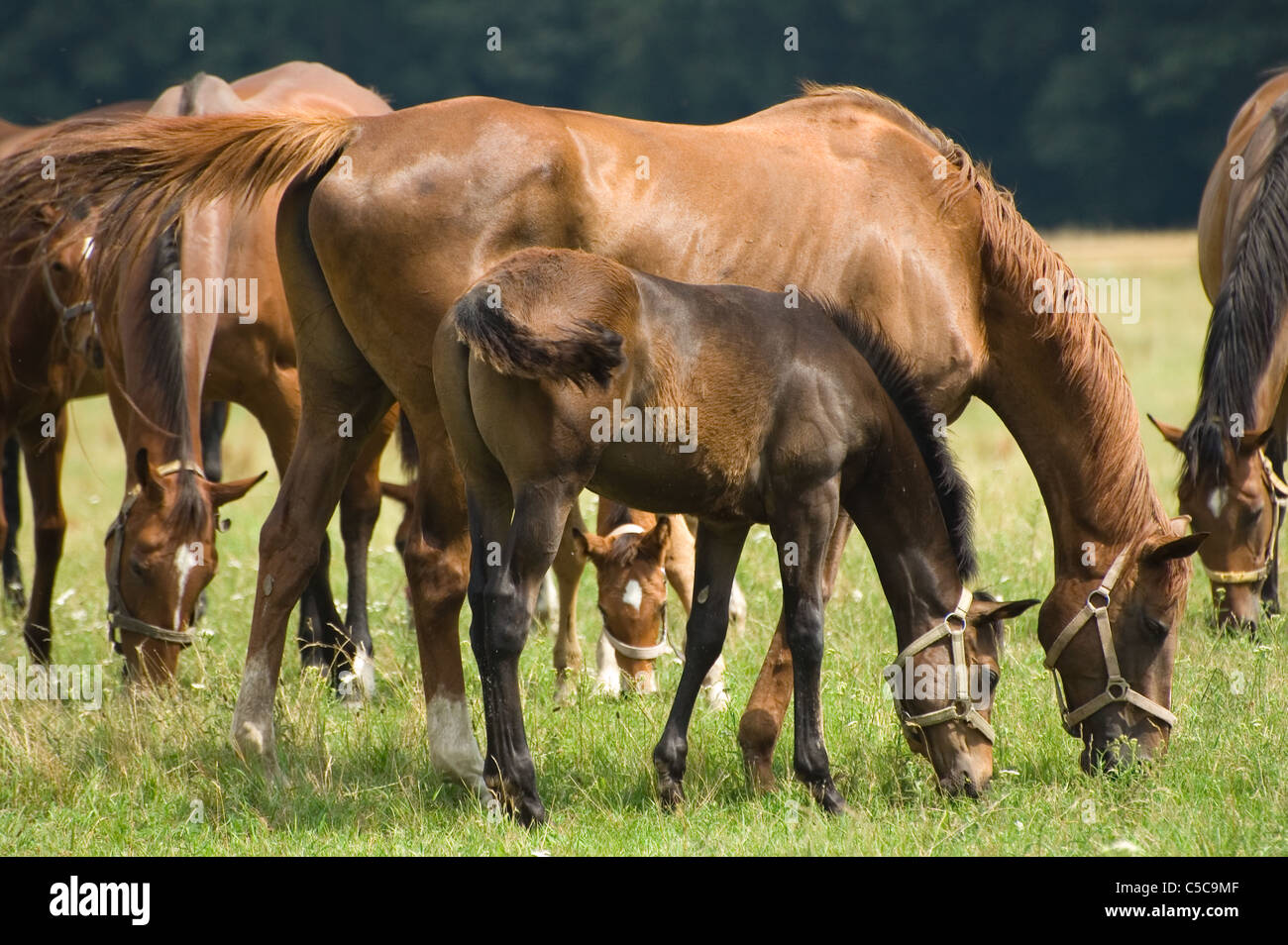 A mare and a foal on a pasture Stock Photo - Alamy