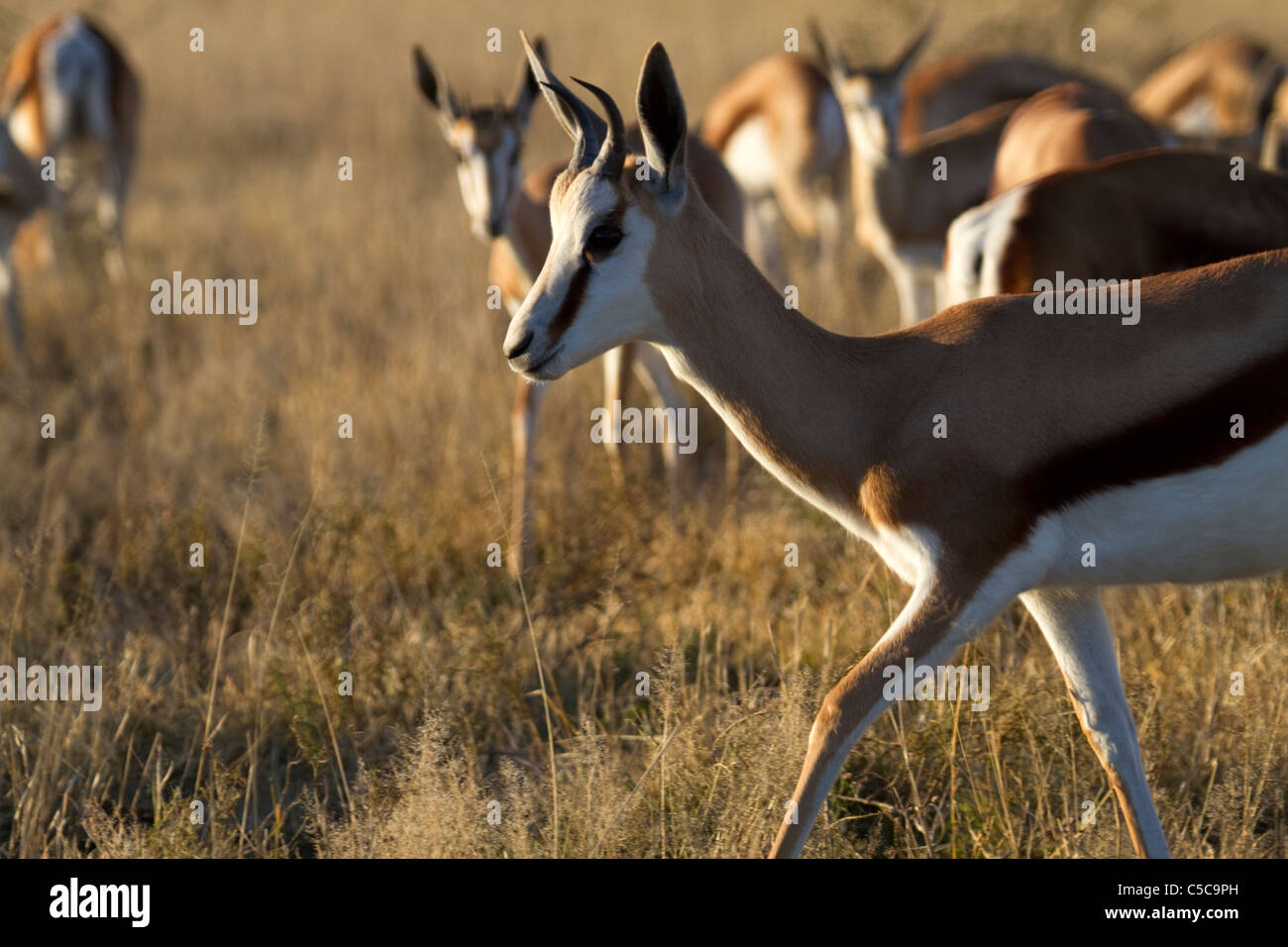 Springbok in Central Kalahari Stock Photo - Alamy
