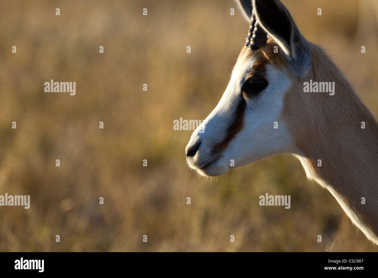 Springbok in Central Kalahari Stock Photo - Alamy