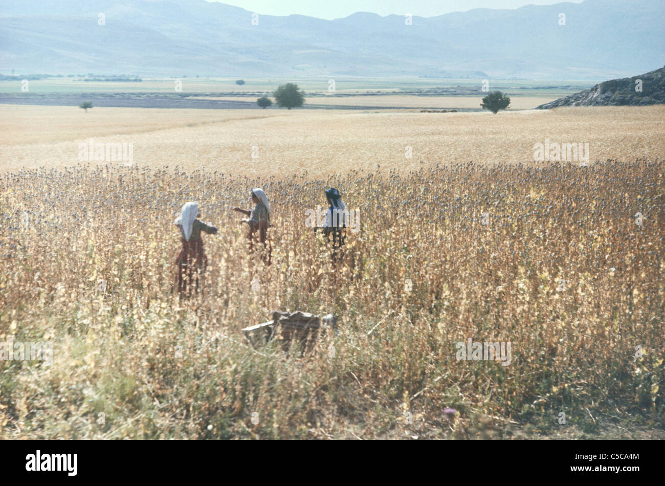 Opium poppy fields Anatolia, central Turkey, Asia Minor Stock Photo - Alamy