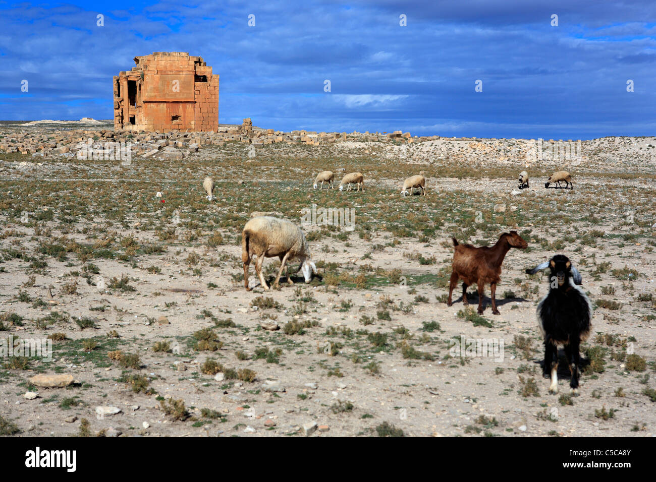 Cattle roman hi-res stock photography and images - Alamy