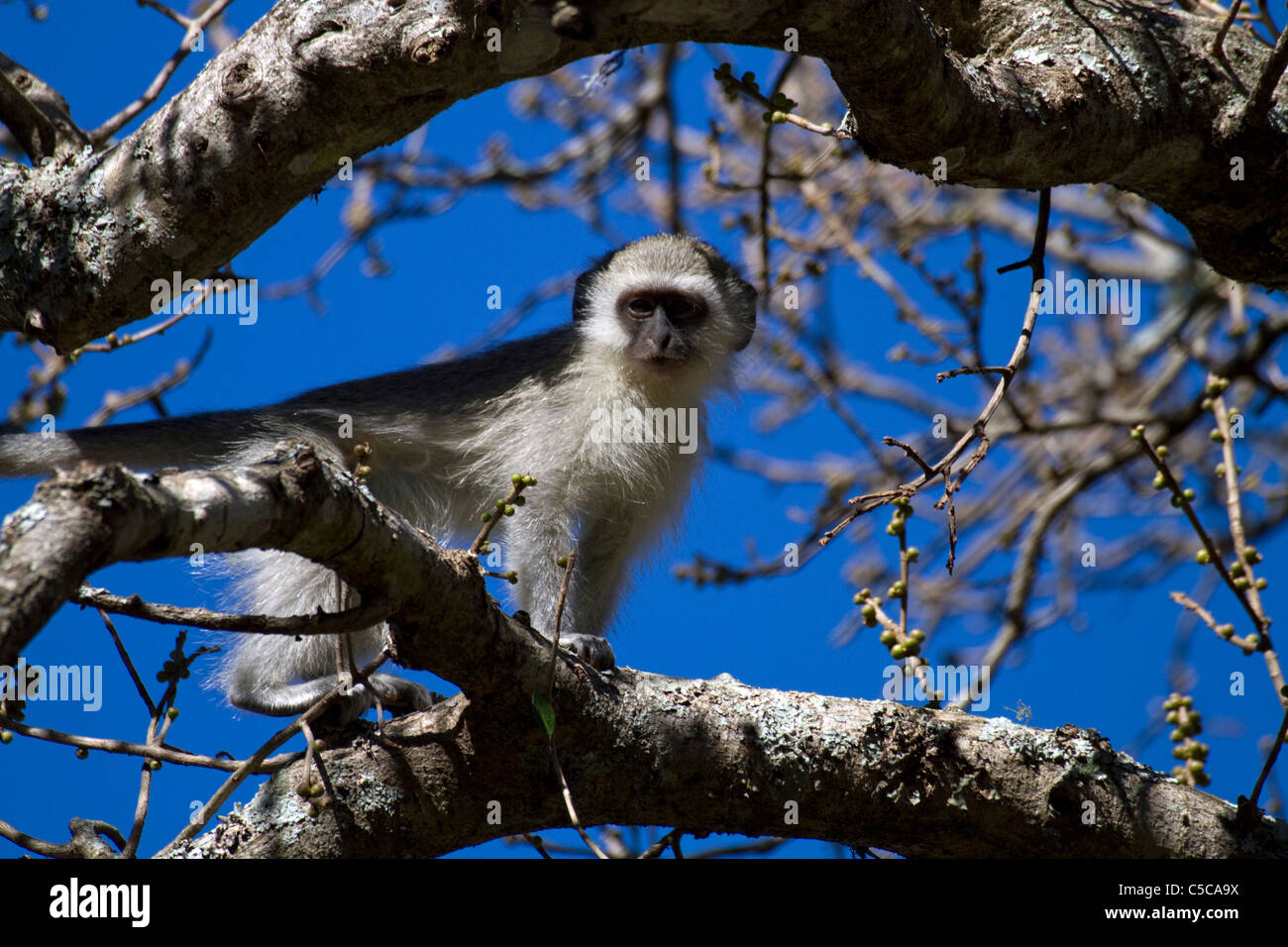 Vervet monkey in fig tree Stock Photo - Alamy