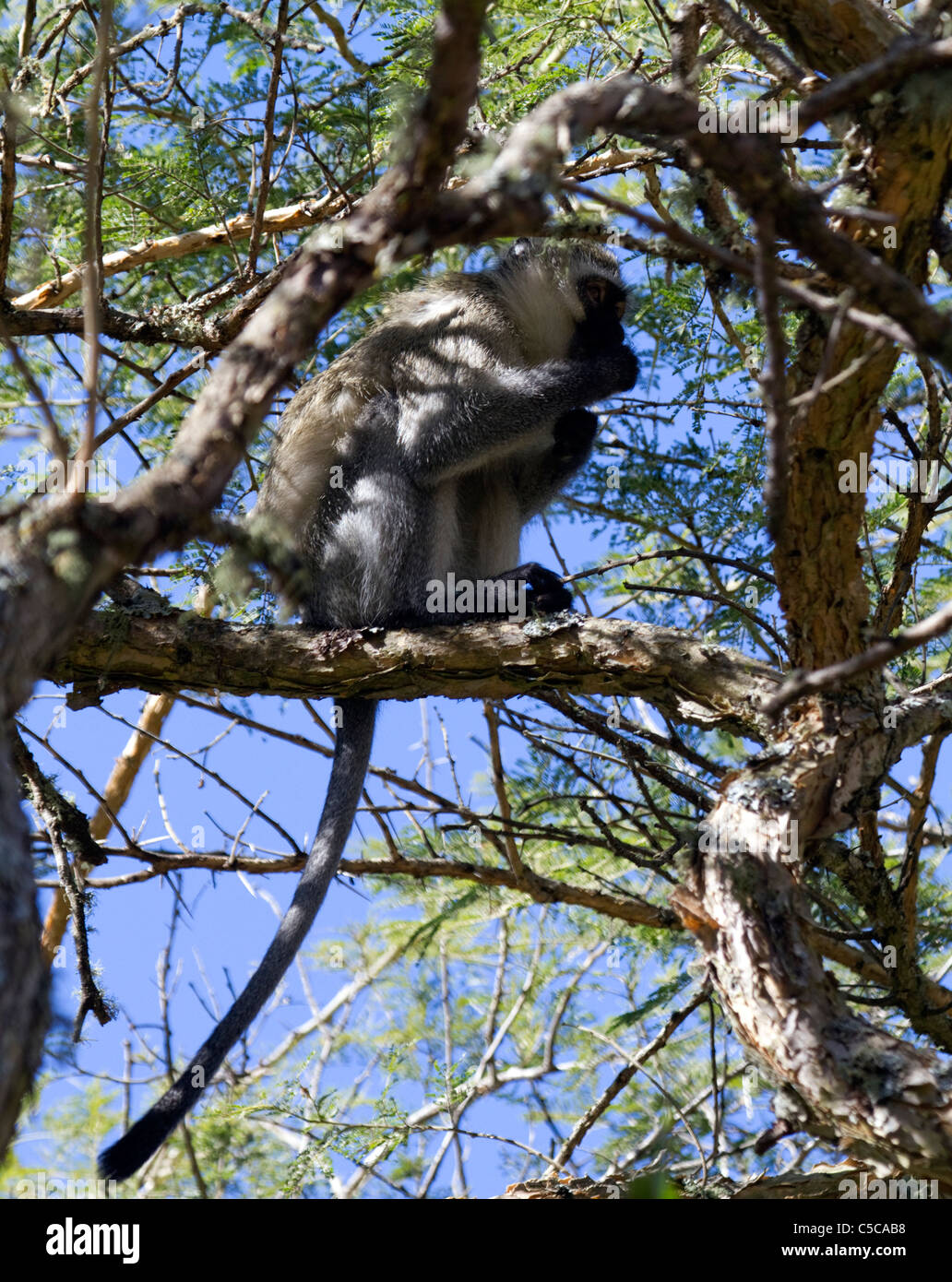 Vervet monkey cercopithecus pygerythrus hi-res stock photography and ...