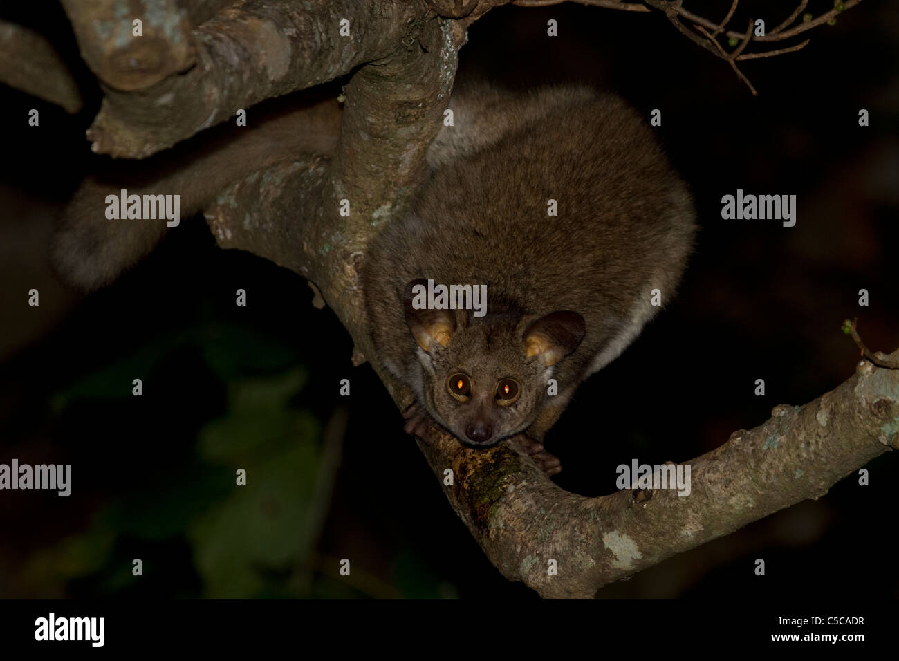 Thick-tailed (greater) galago Stock Photo - Alamy