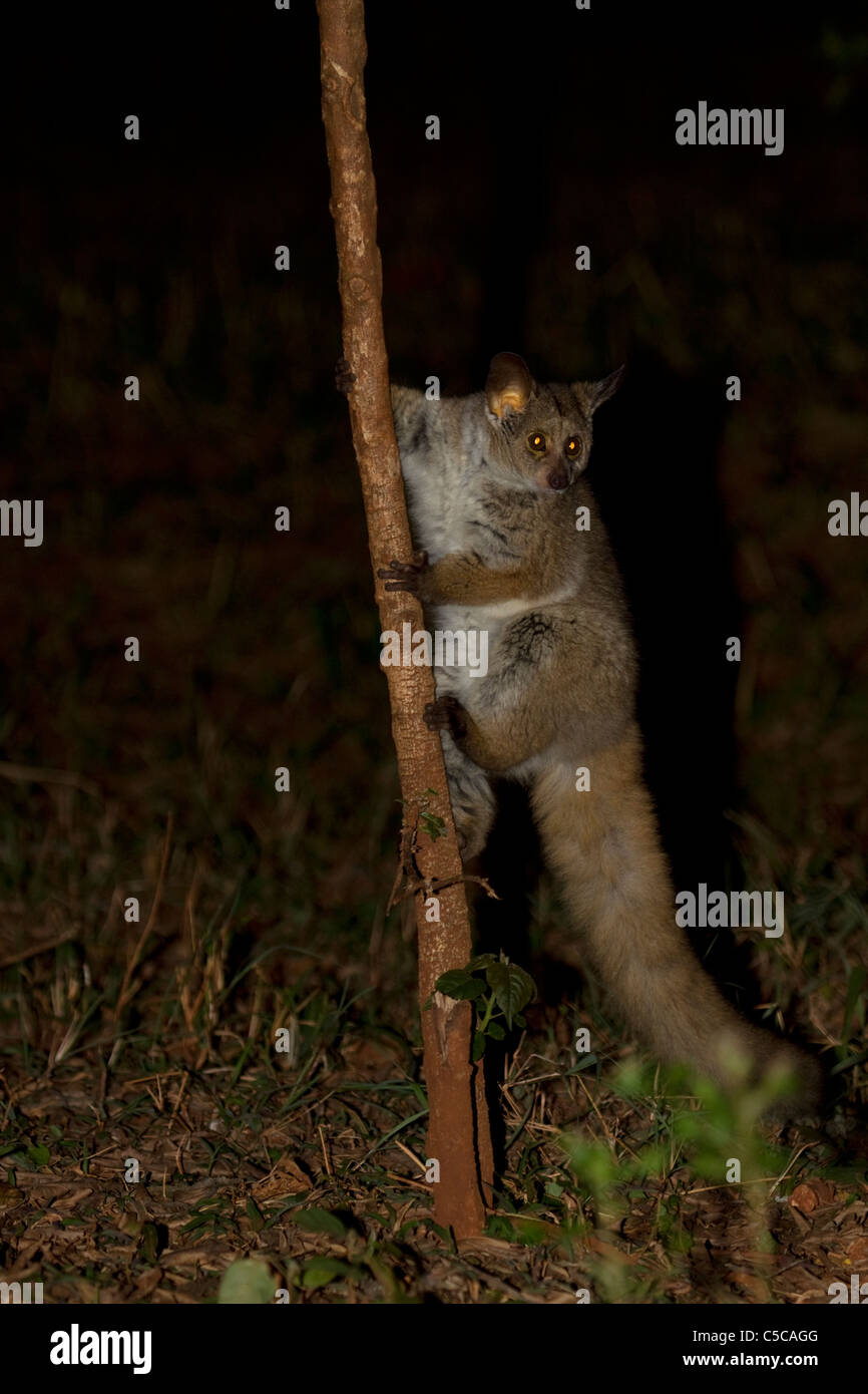 Thick-tailed (greater) galago Stock Photo - Alamy