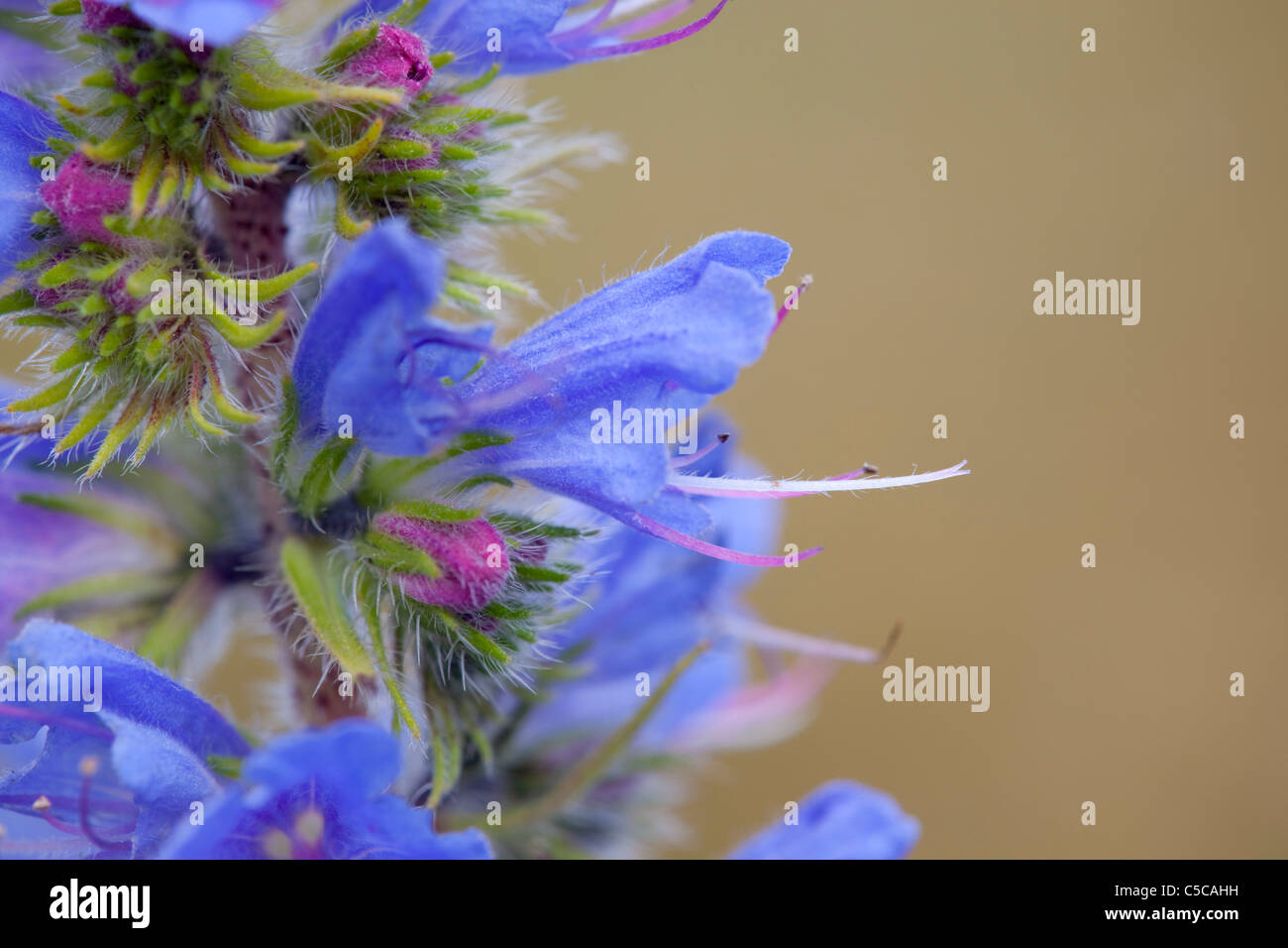 Bugloss High Resolution Stock Photography and Images - Alamy