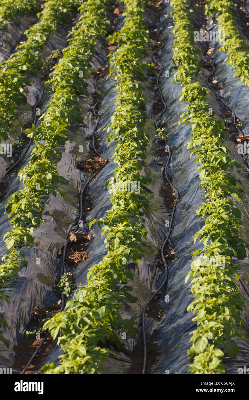 Plasticulture Tunnels With Growing Crops Near Torrox; Malaga Province ...
