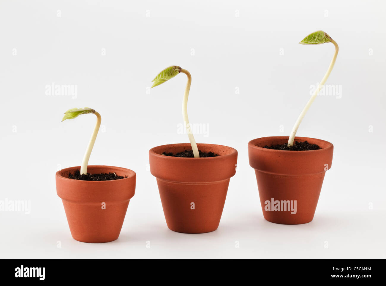 Runner bean hi-res stock photography and images - Alamy