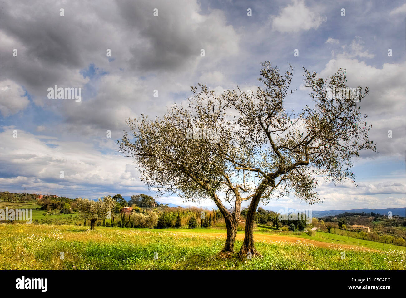 Landscape in Perugia, Umbria with olive three Stock Photo - Alamy