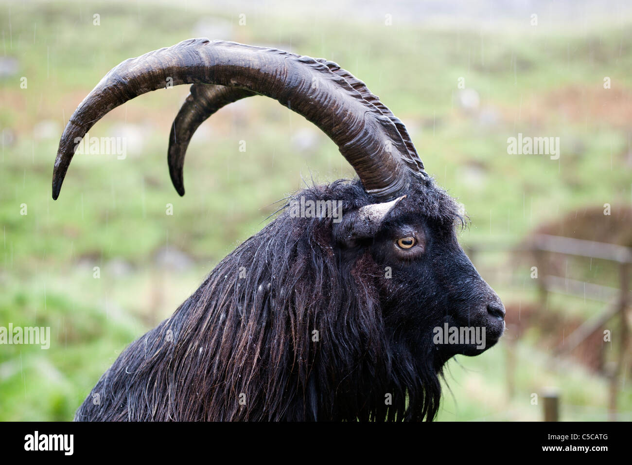Wild Goat; Capra hircus; Dumfries; Scotland Stock Photo - Alamy