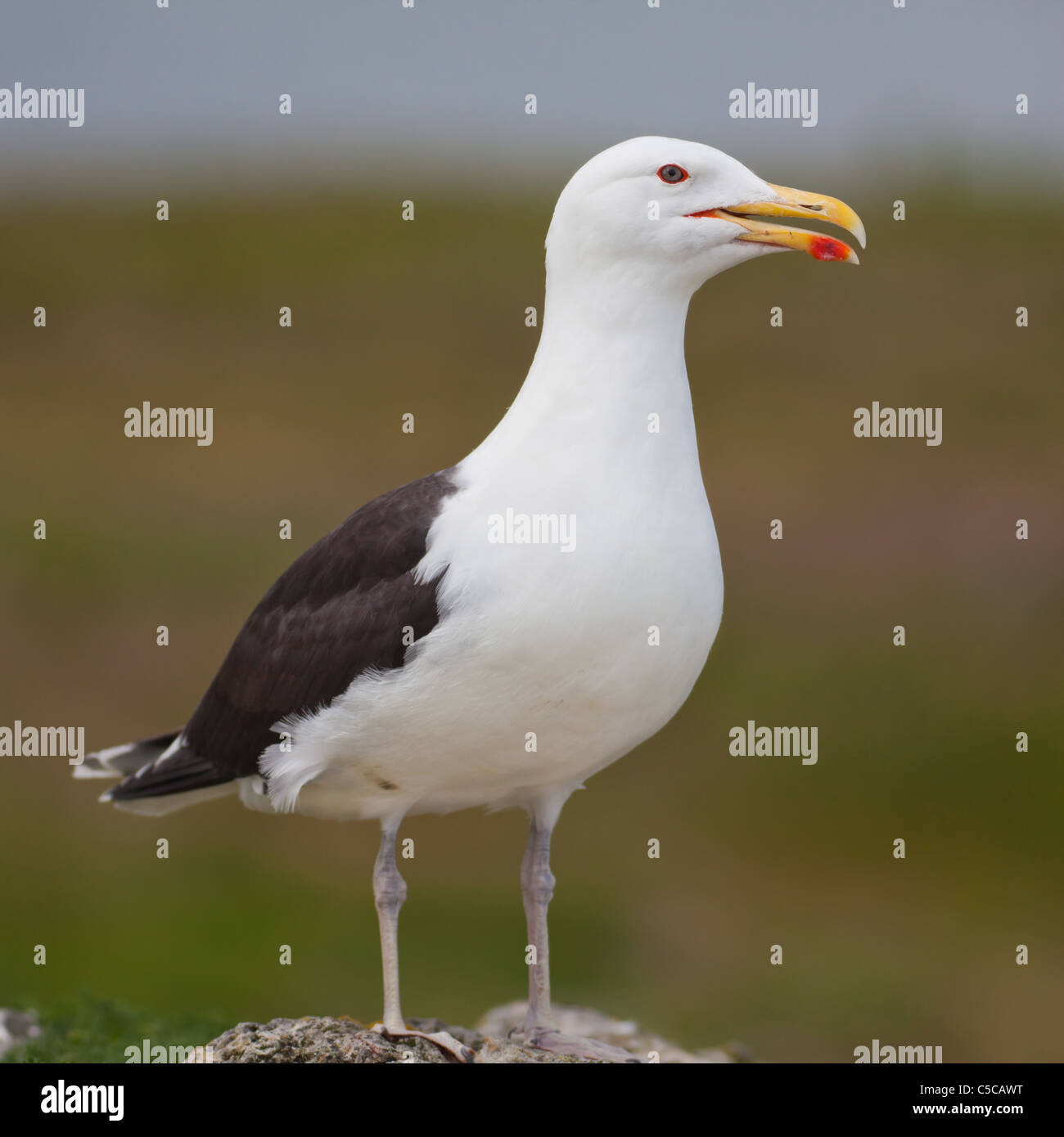 Irelands wildlife hi-res stock photography and images - Alamy