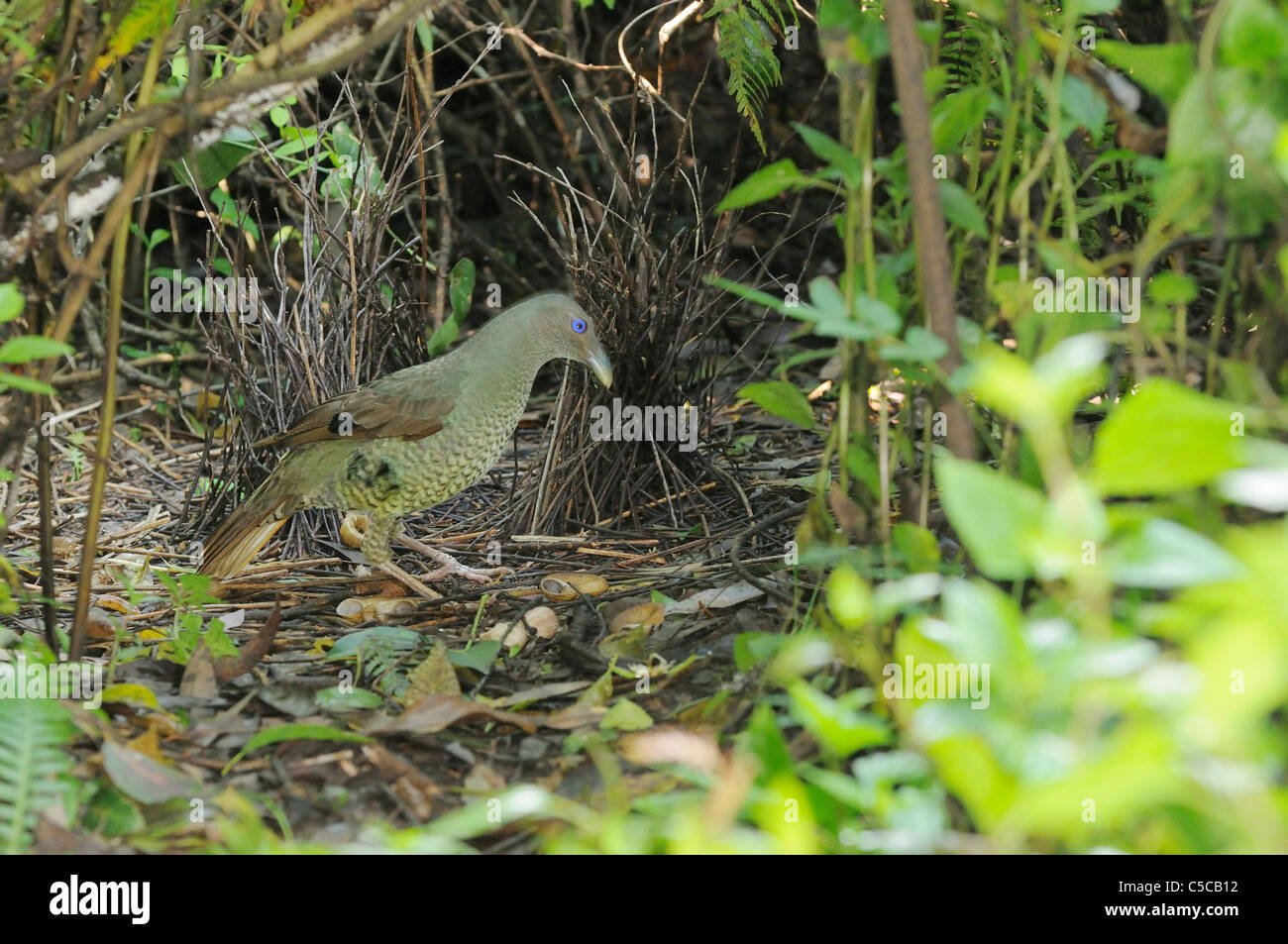 Satin Bowerbird Ptilonorhynchus violaceus Juvenile male with first blue ...