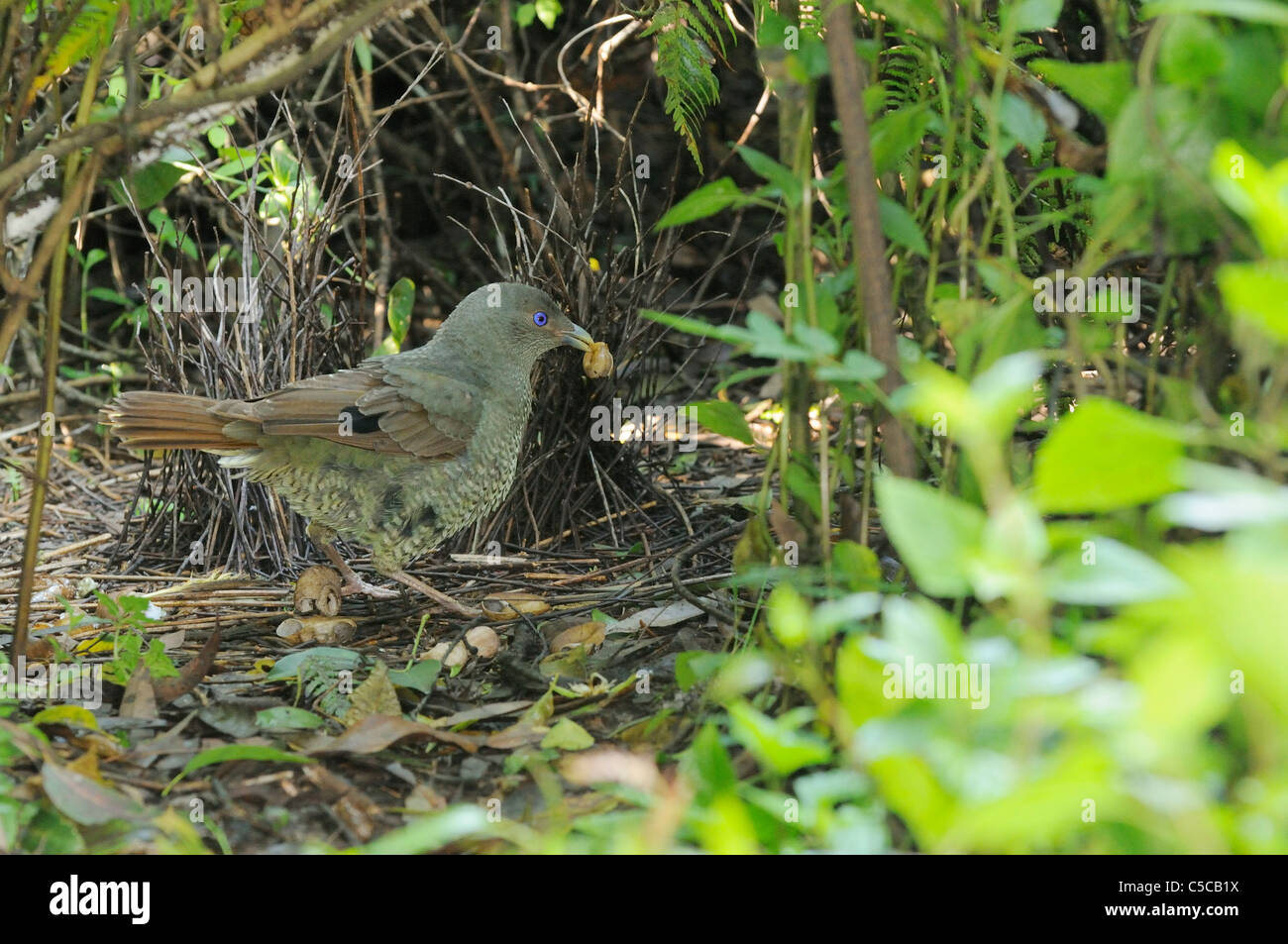 Satin Bowerbird Ptilonorhynchus violaceus Juvenile male with first blue ...
