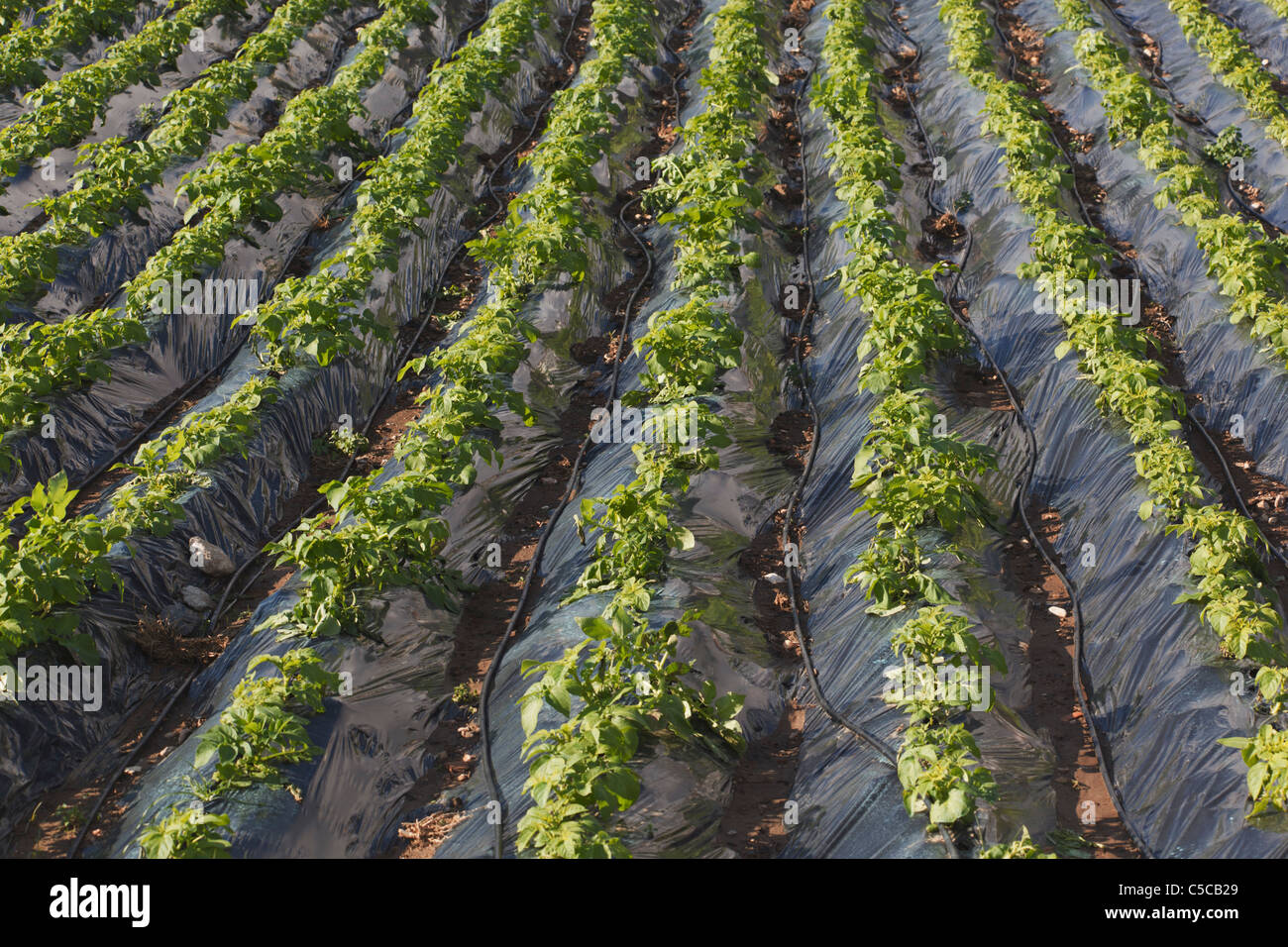 Torrox andalusia hi-res stock photography and images - Alamy
