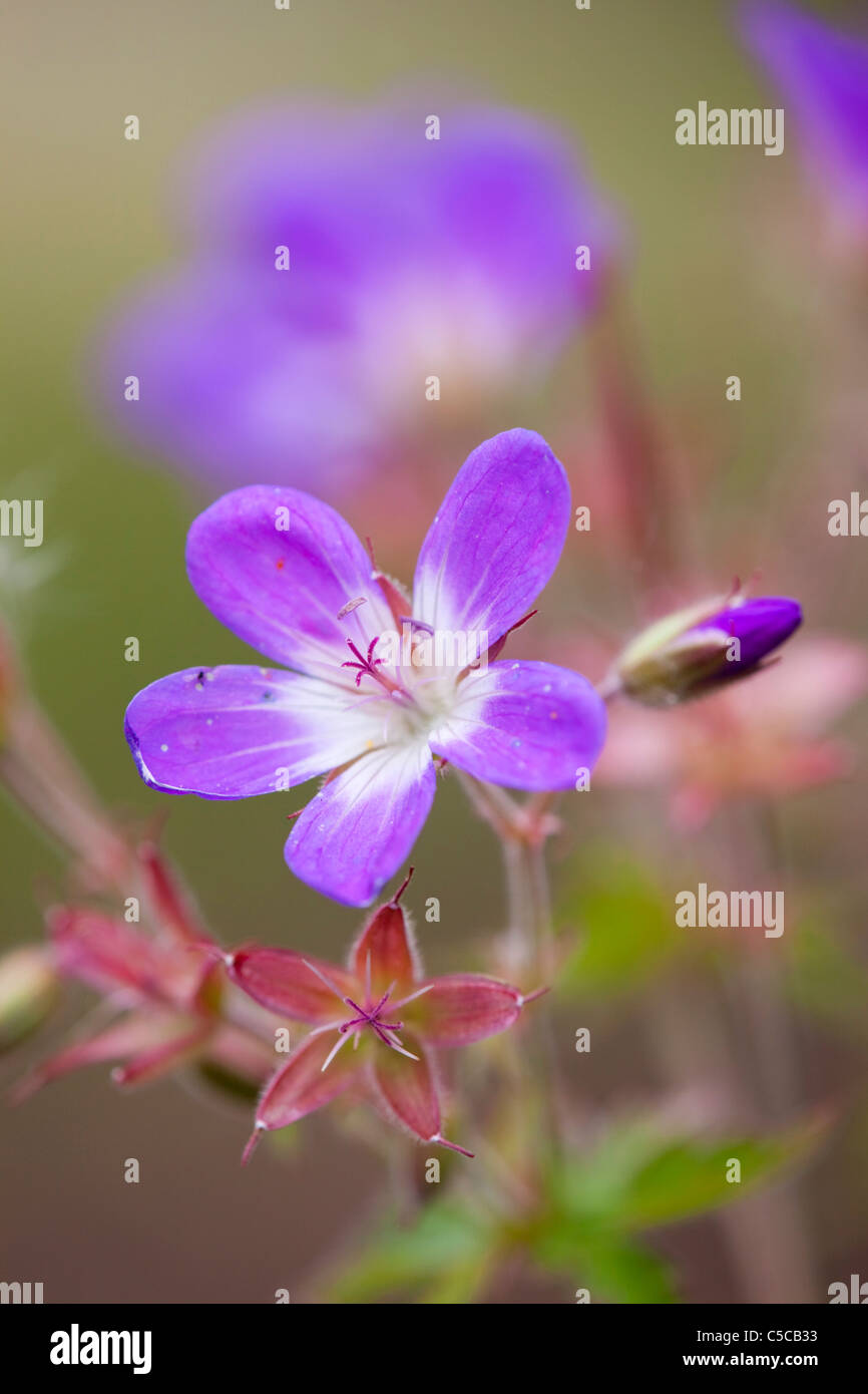 Wood Cranesbill; Geranium sylvaticum; Scotland Stock Photo - Alamy