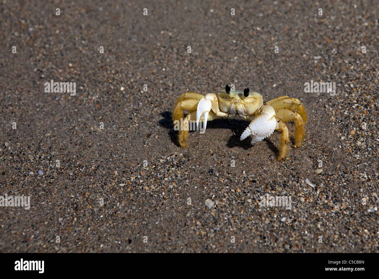 Crab on beach hi-res stock photography and images - Alamy