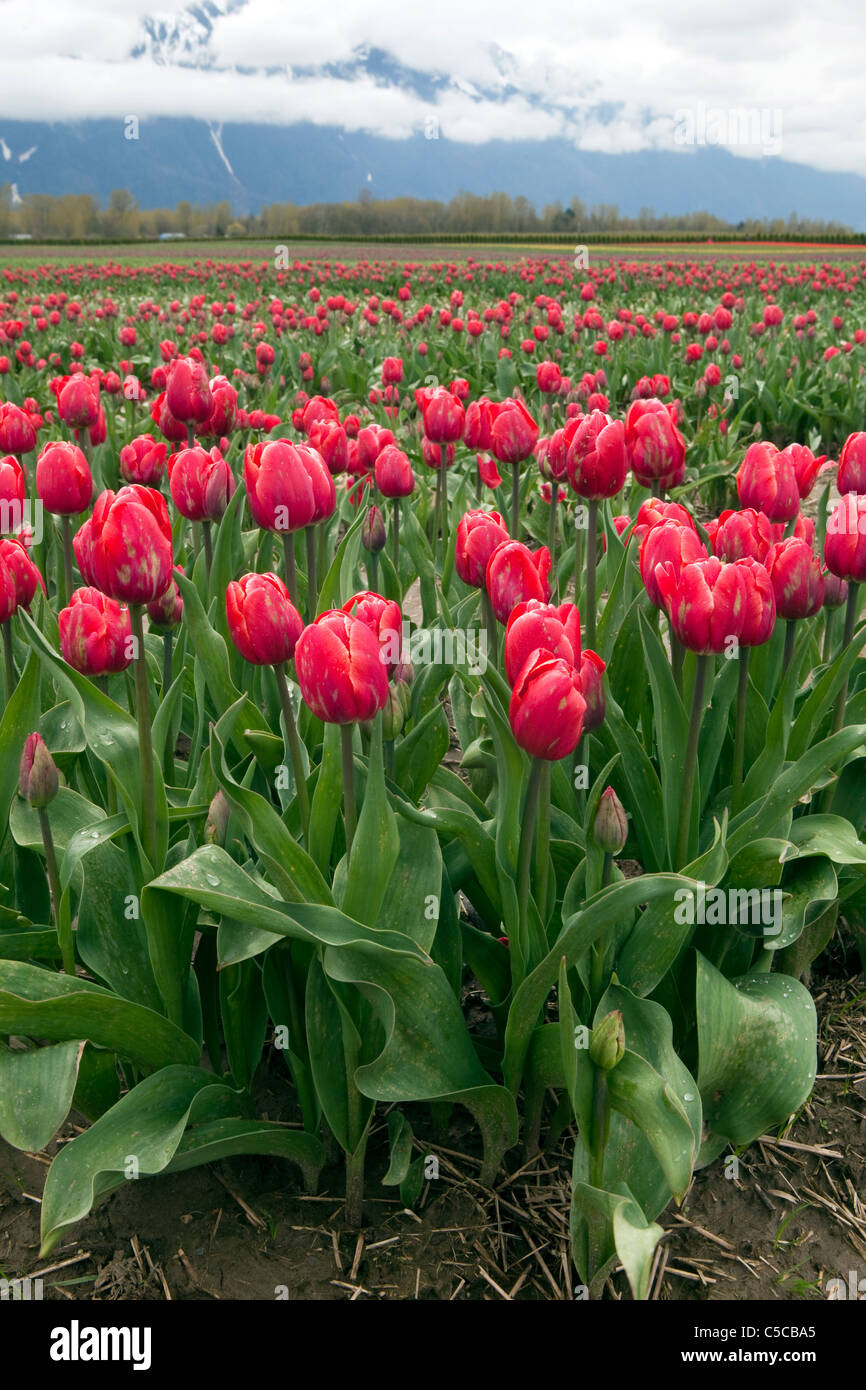 Agassiz british columbia hi-res stock photography and images - Alamy