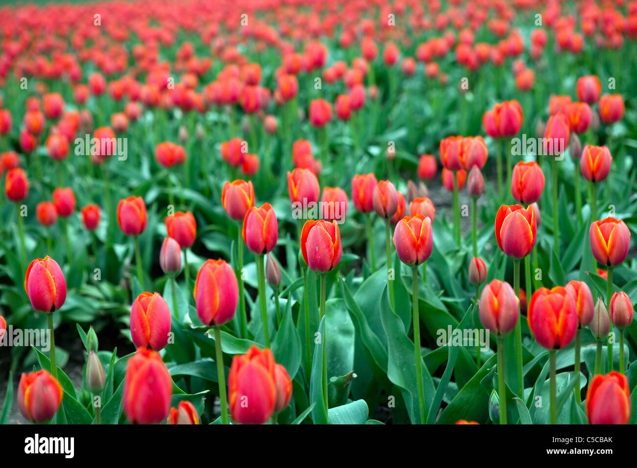 Agassiz british columbia hi-res stock photography and images - Alamy