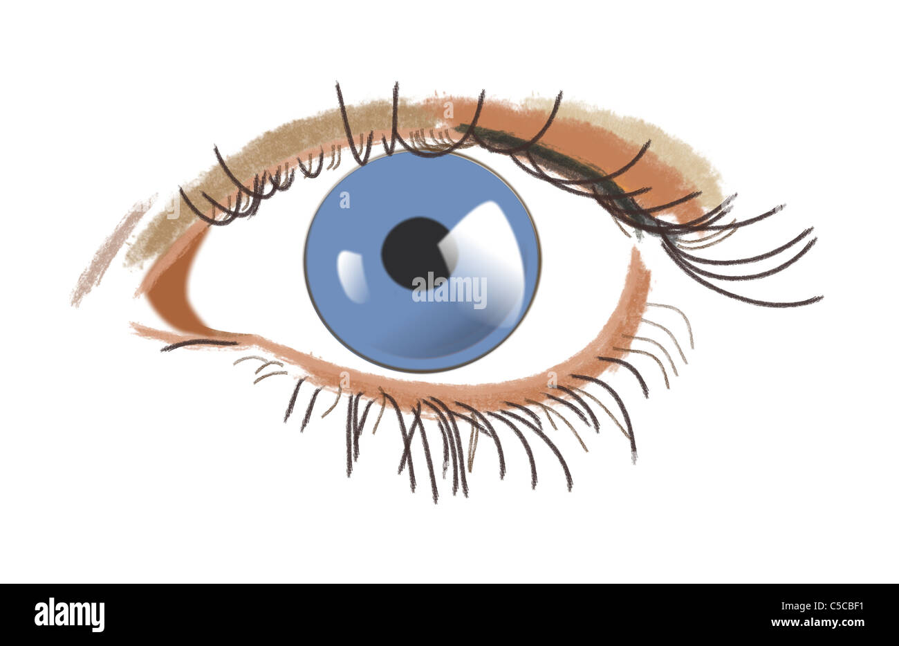 Female anatomy drawing hi-res stock photography and images - Alamy